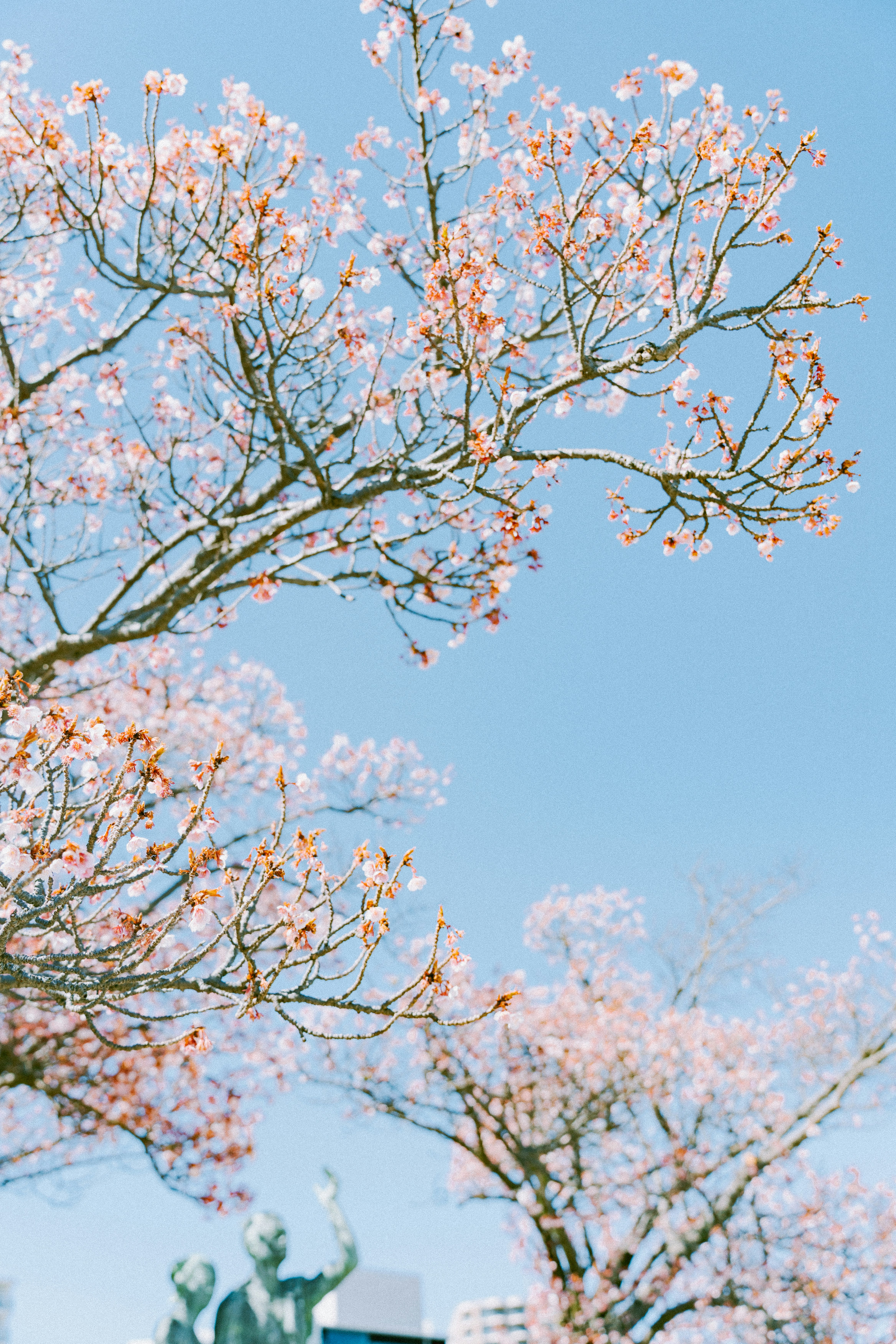 Cherry blossoms bloom against a clear, blue sky.