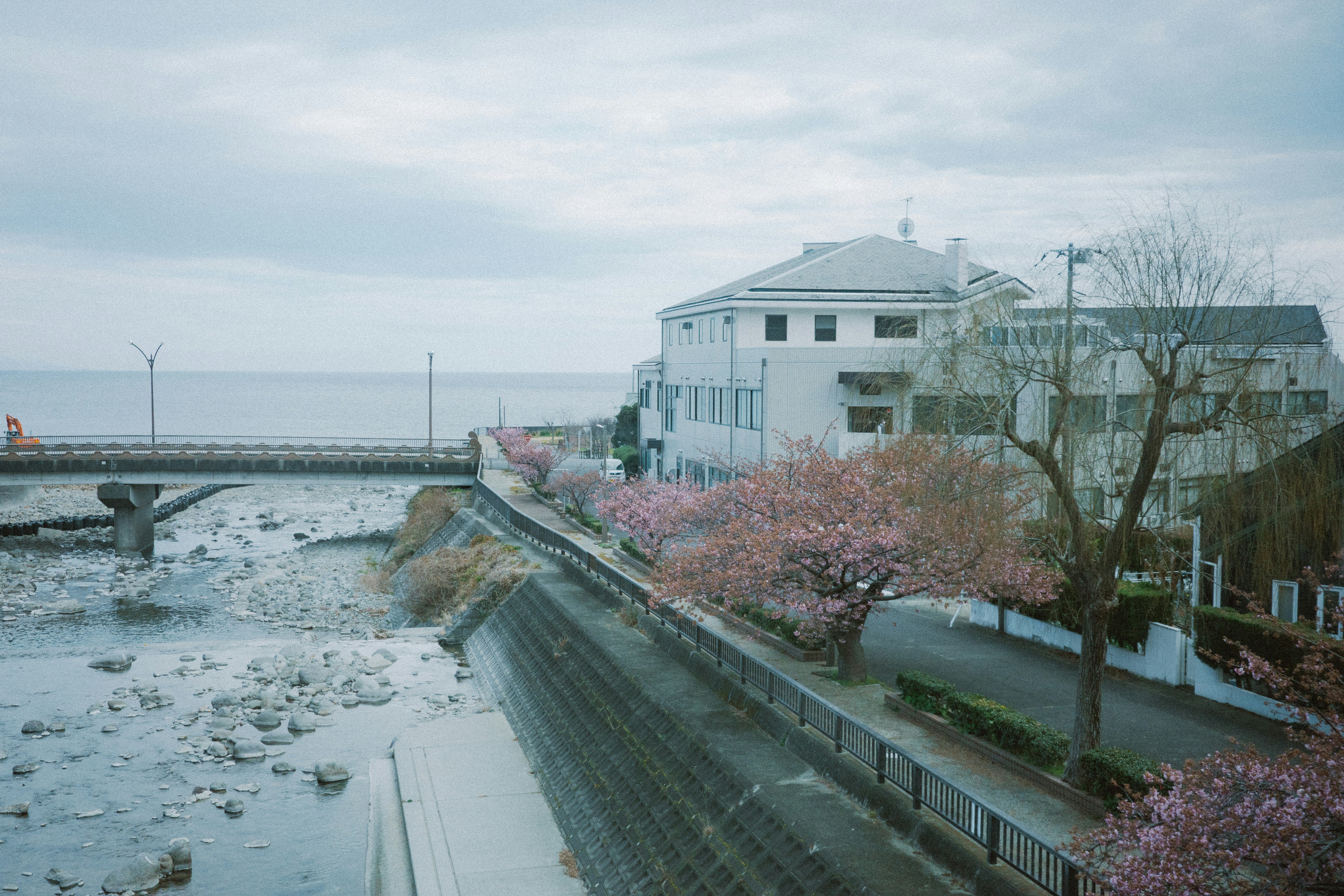 Cherry blossom trees line a tranquil riverside path, leading to a serene view of the ocean under a cloudy sky.