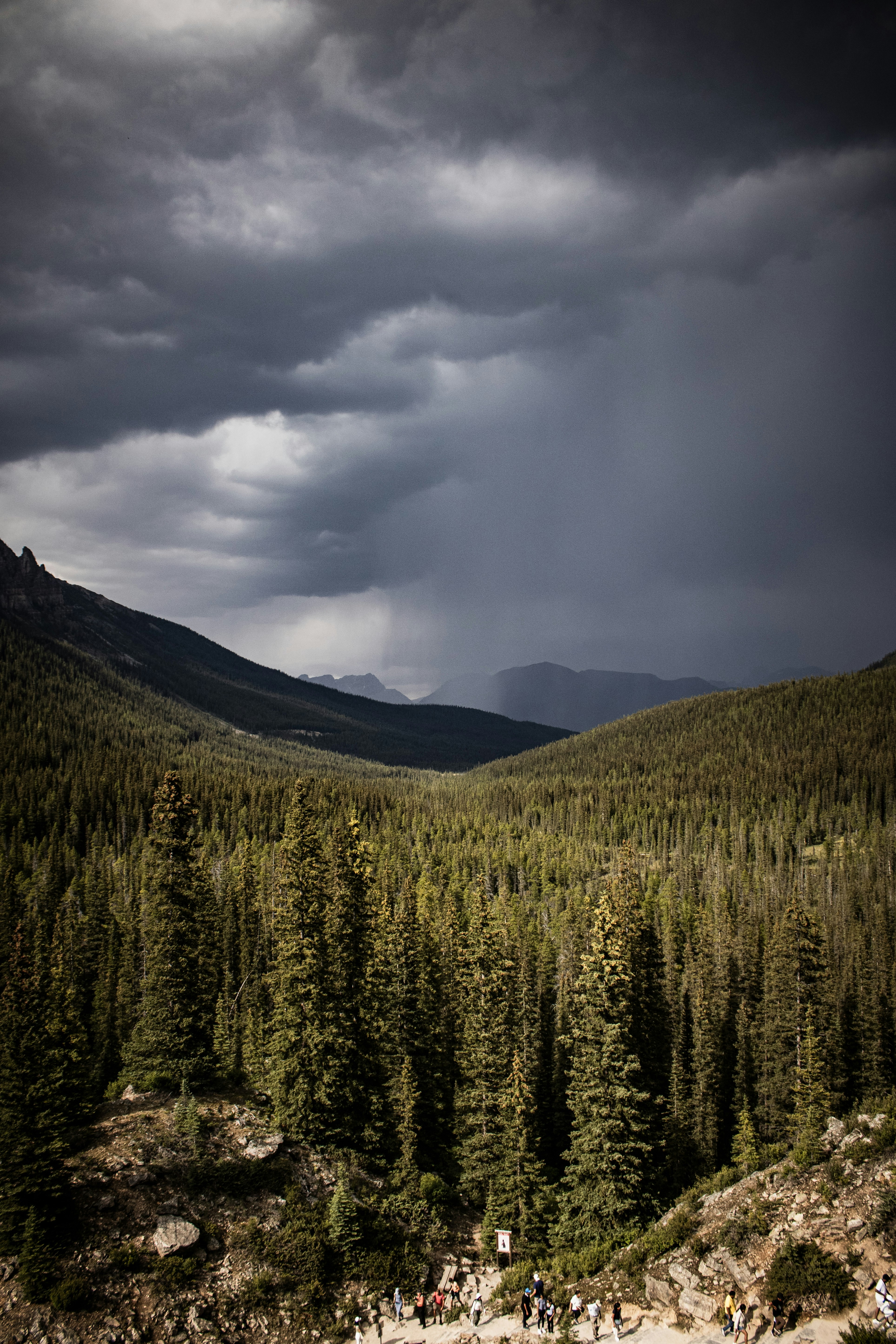 Whispers of the Wilderness: A Storm Approaches