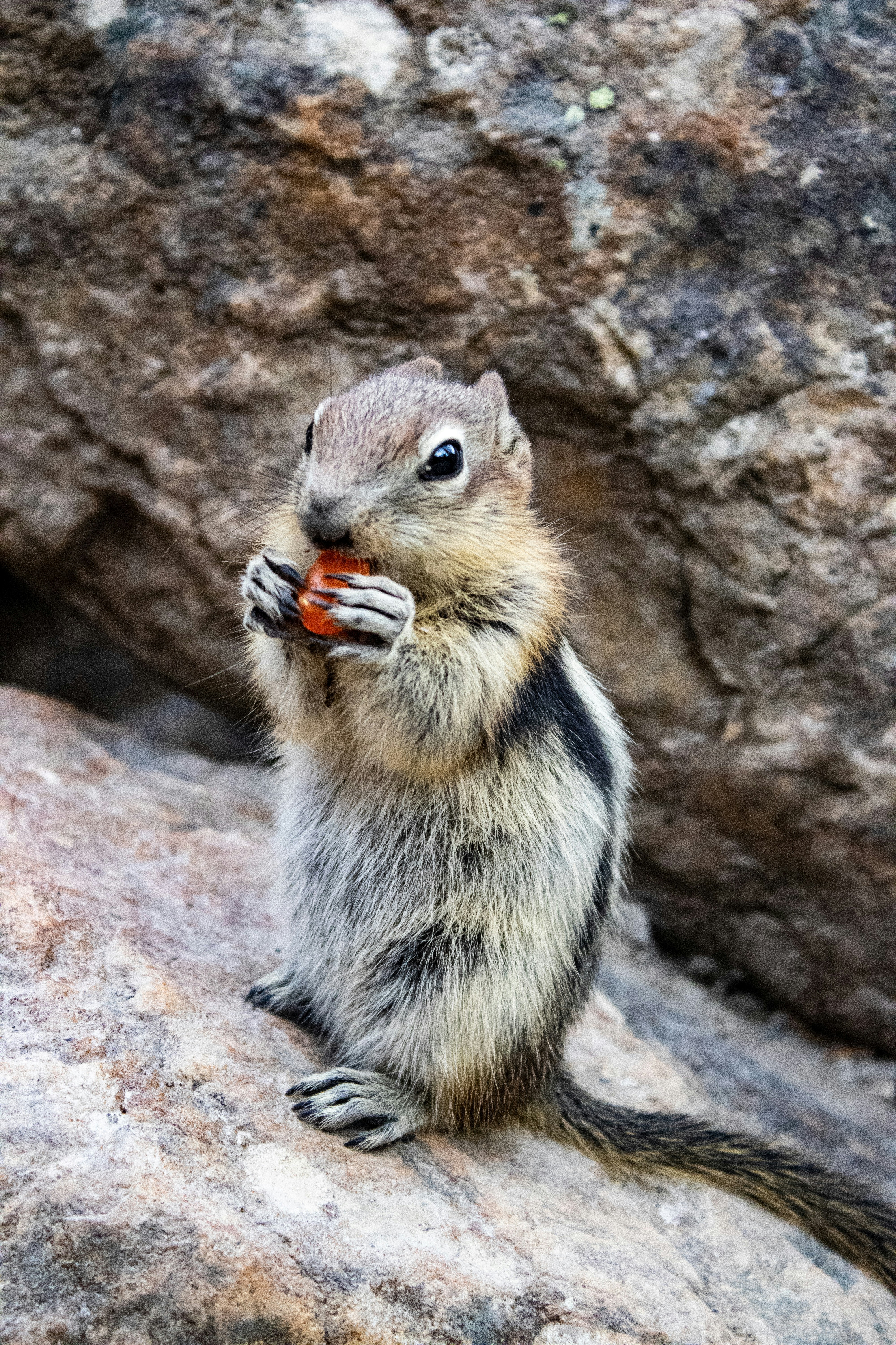 A Chipmunk's Delight: The Joy of a Snack
