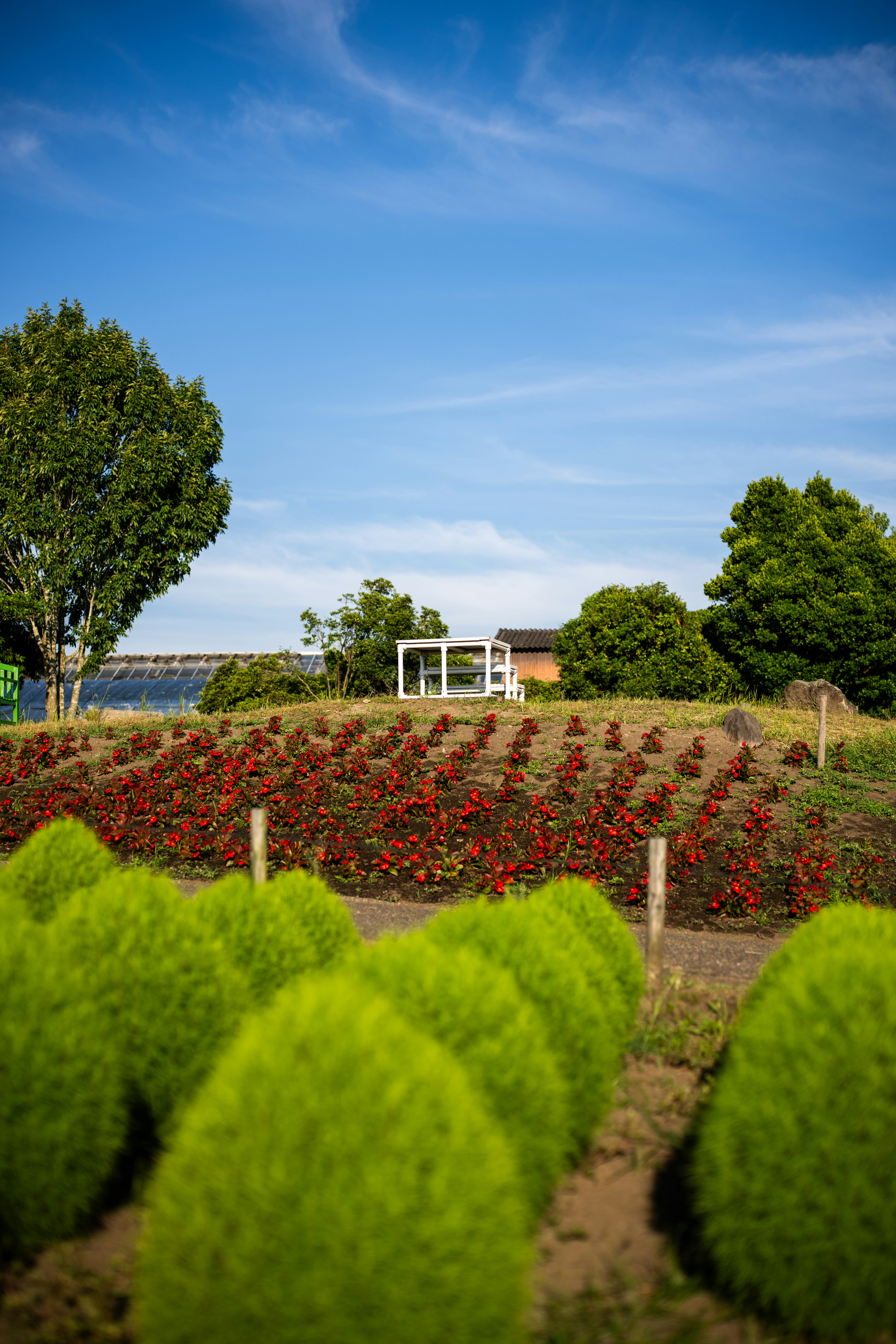 Green bushes and flowers under a bright, blue sky.