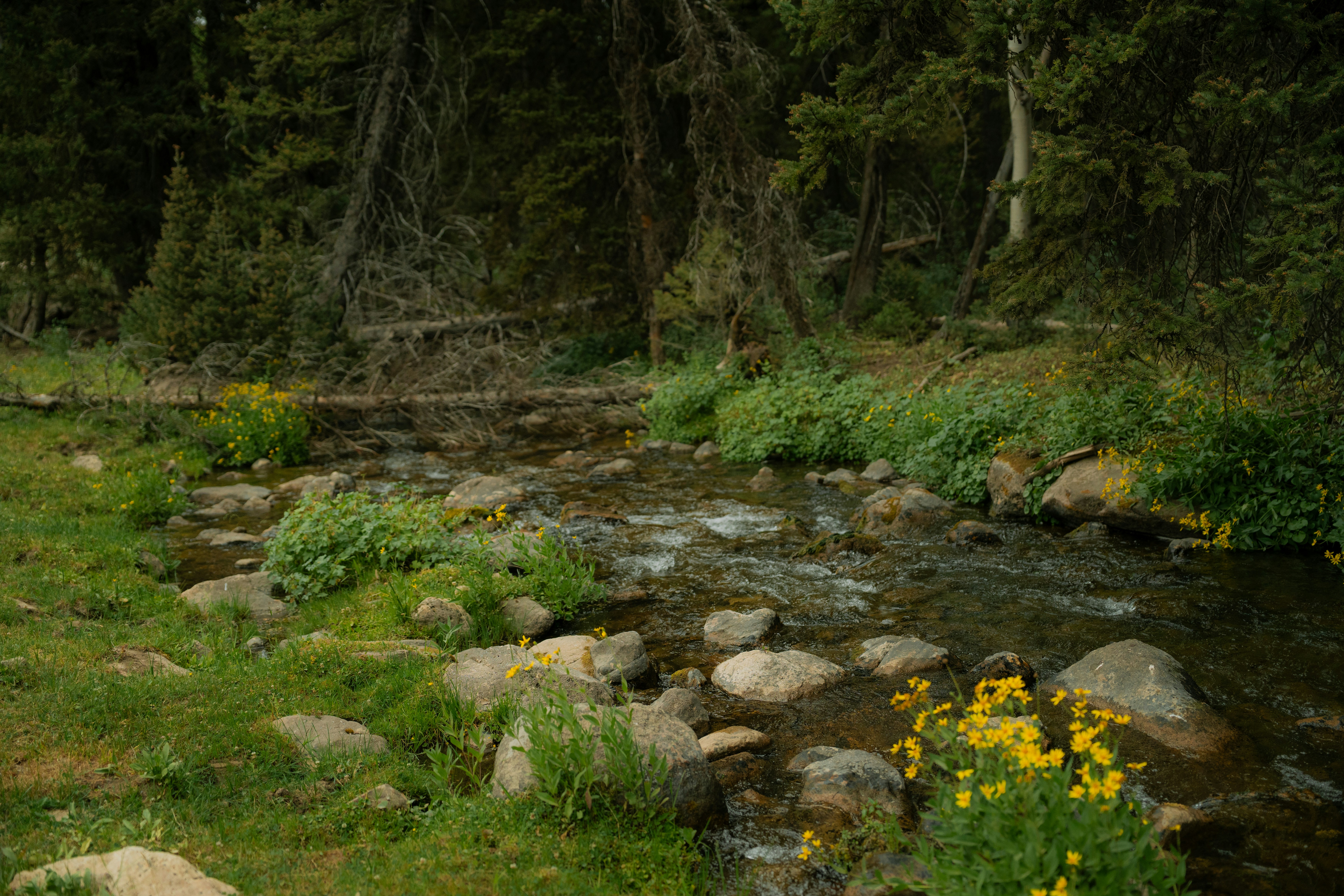 A rocky stream flows through a forest.
