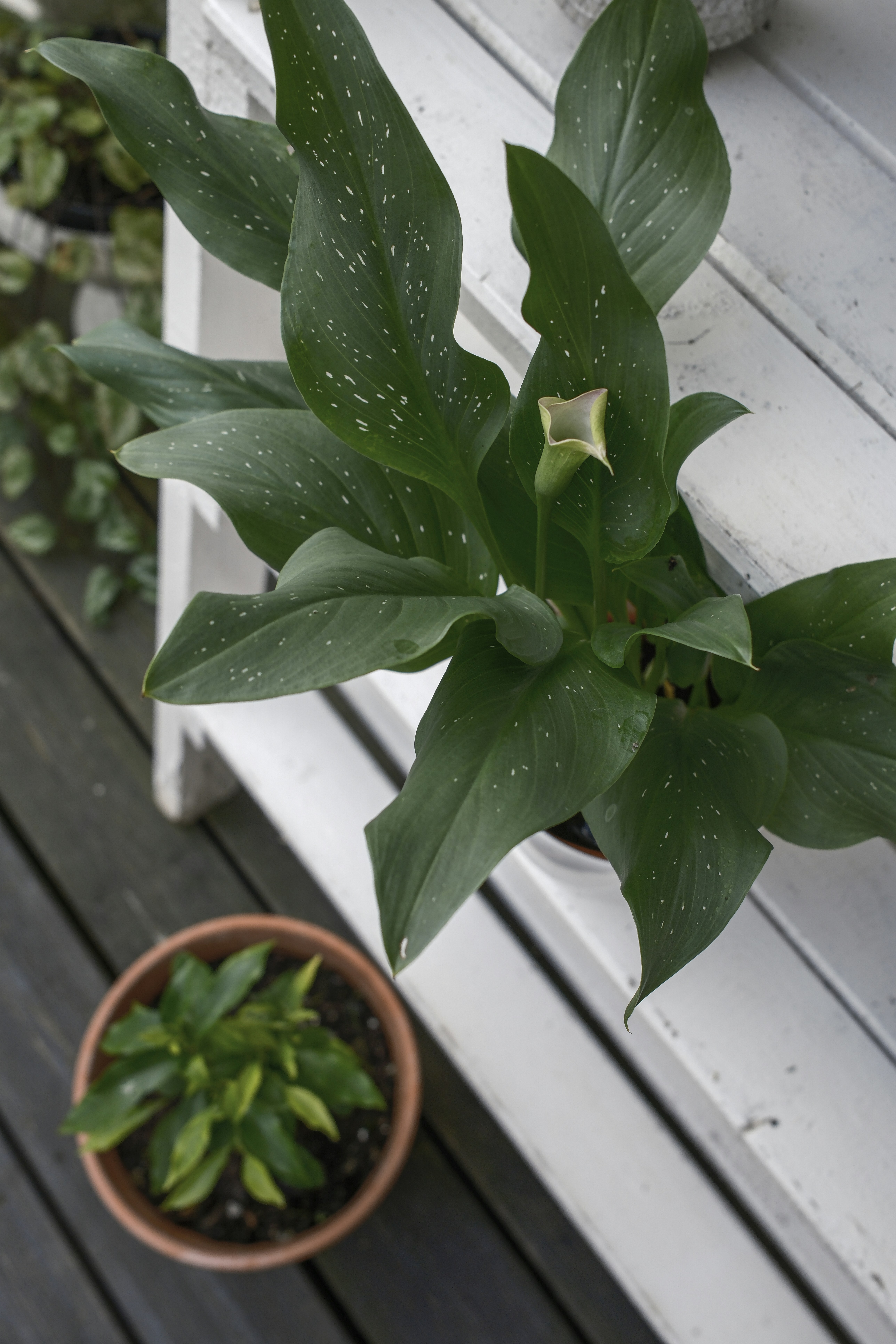 Verdant Harmony: A Green Oasis