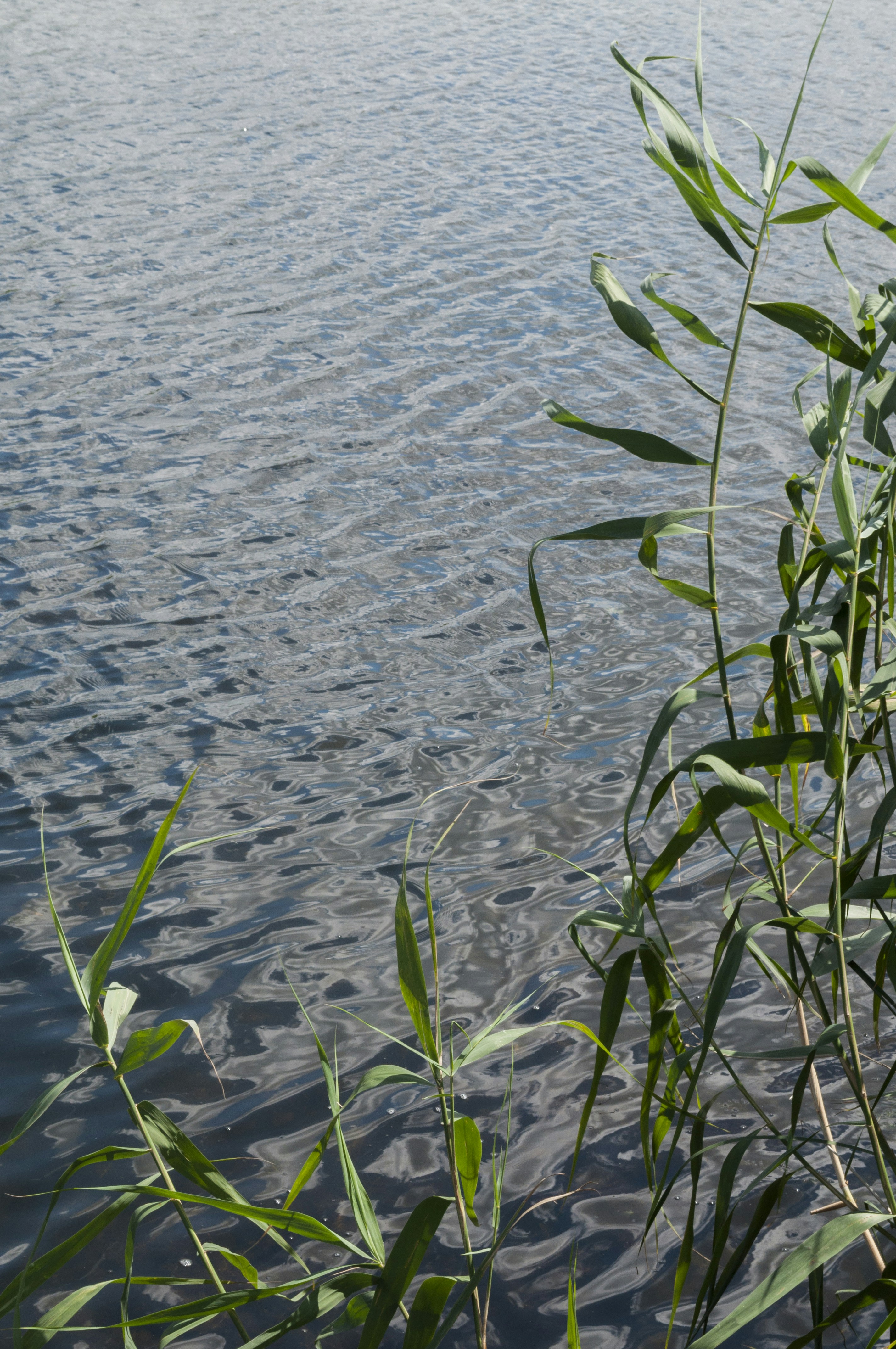 Whispers of Tranquility: A Water's Embrace