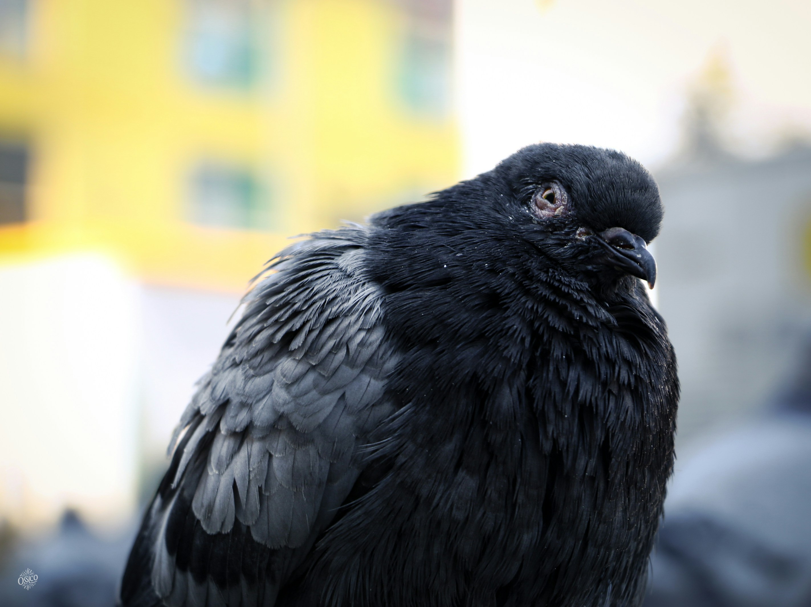 A close-up shot of a pigeon.