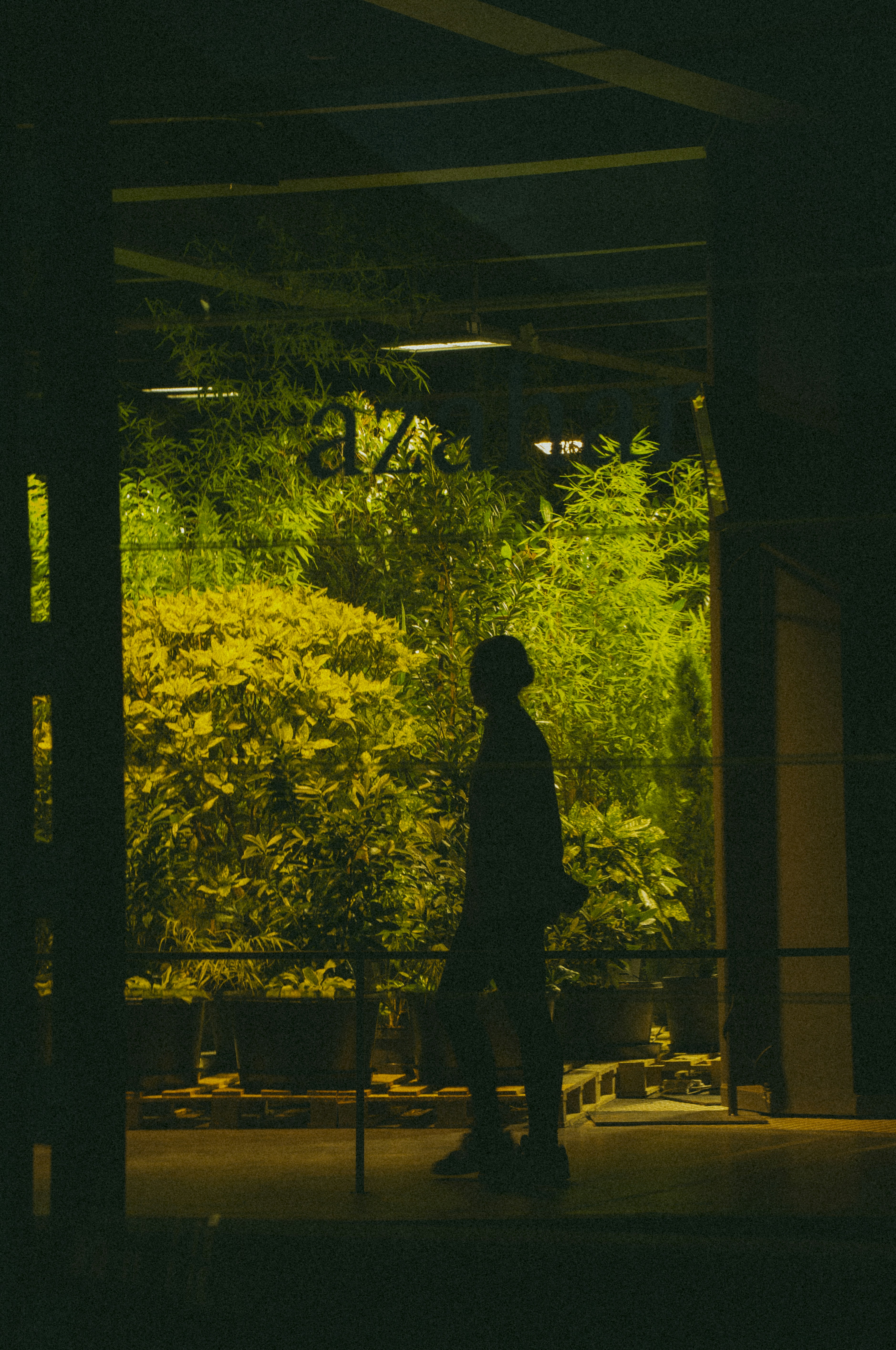 A silhouette of a person near green foliage.