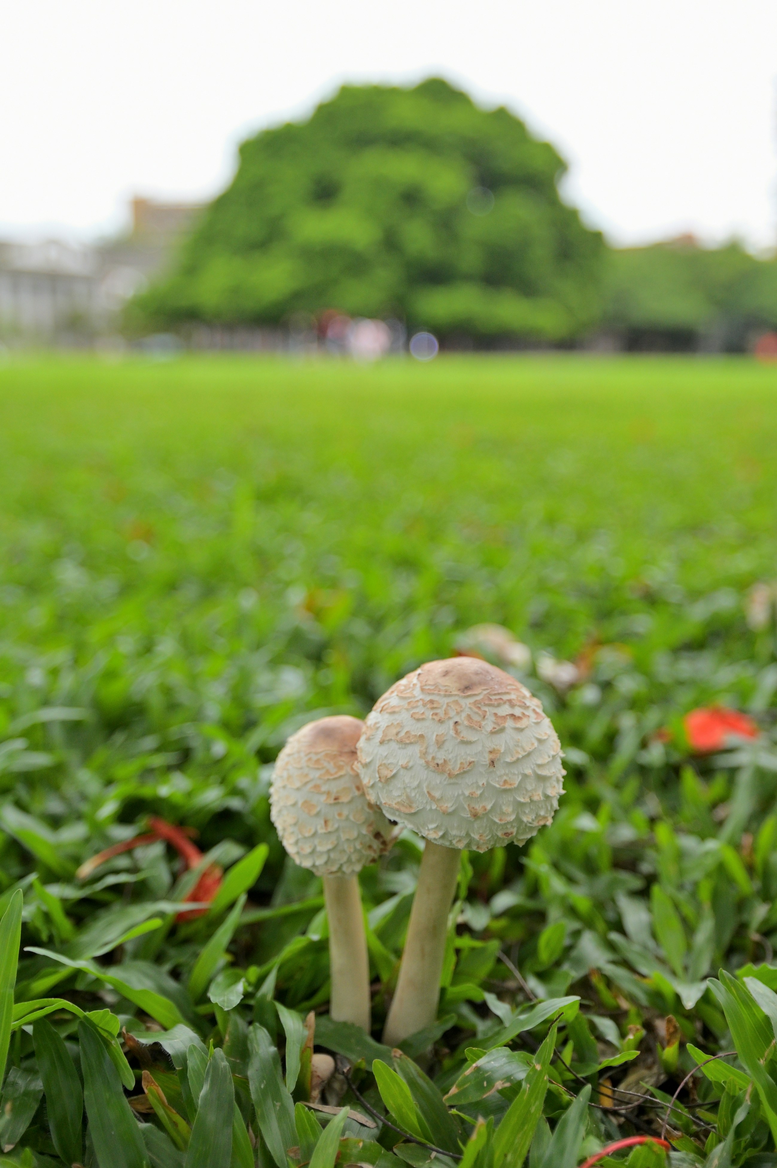 Mushrooms in the Field: Ivory Pom-poms Rising from Green Carpet