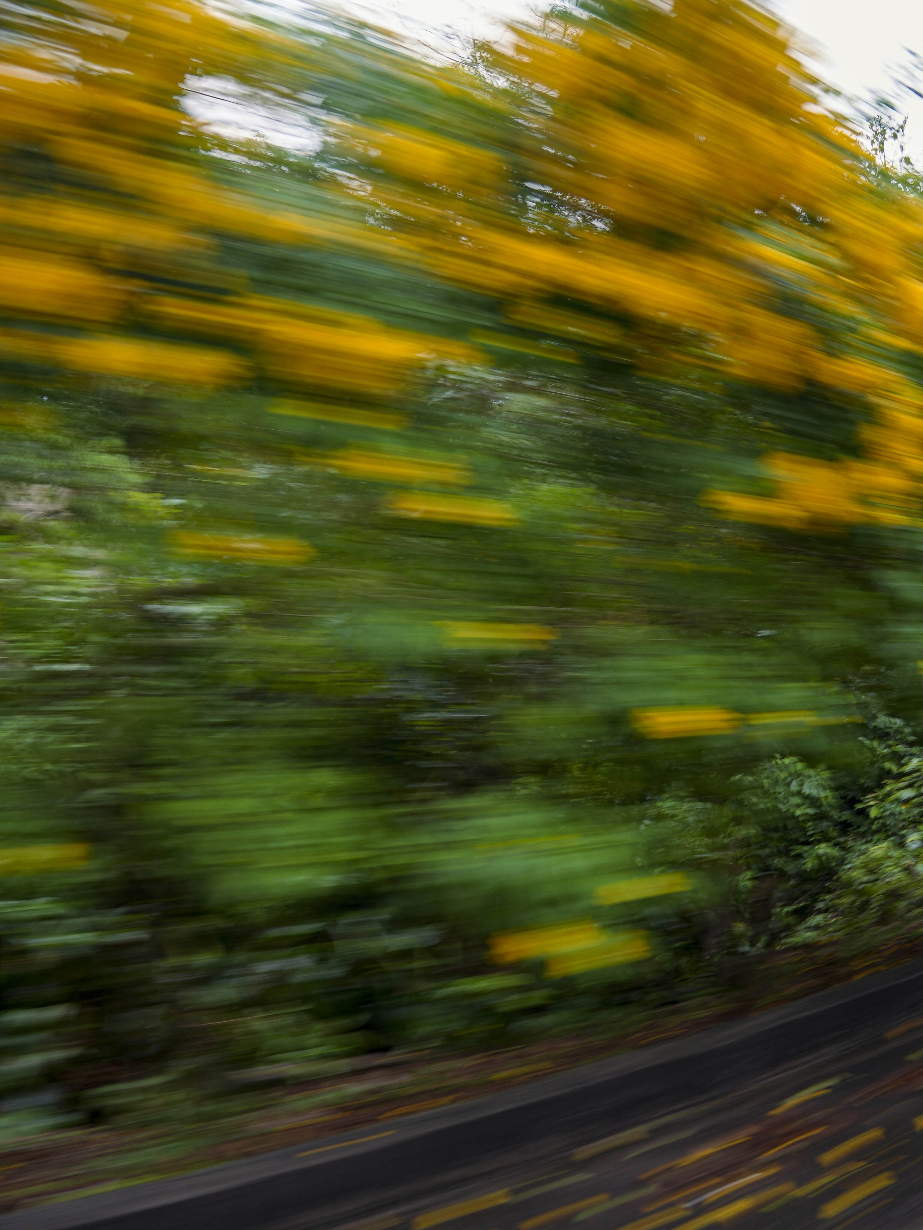 Golden Blur: Autumn Florals Racing Past a Winding Road