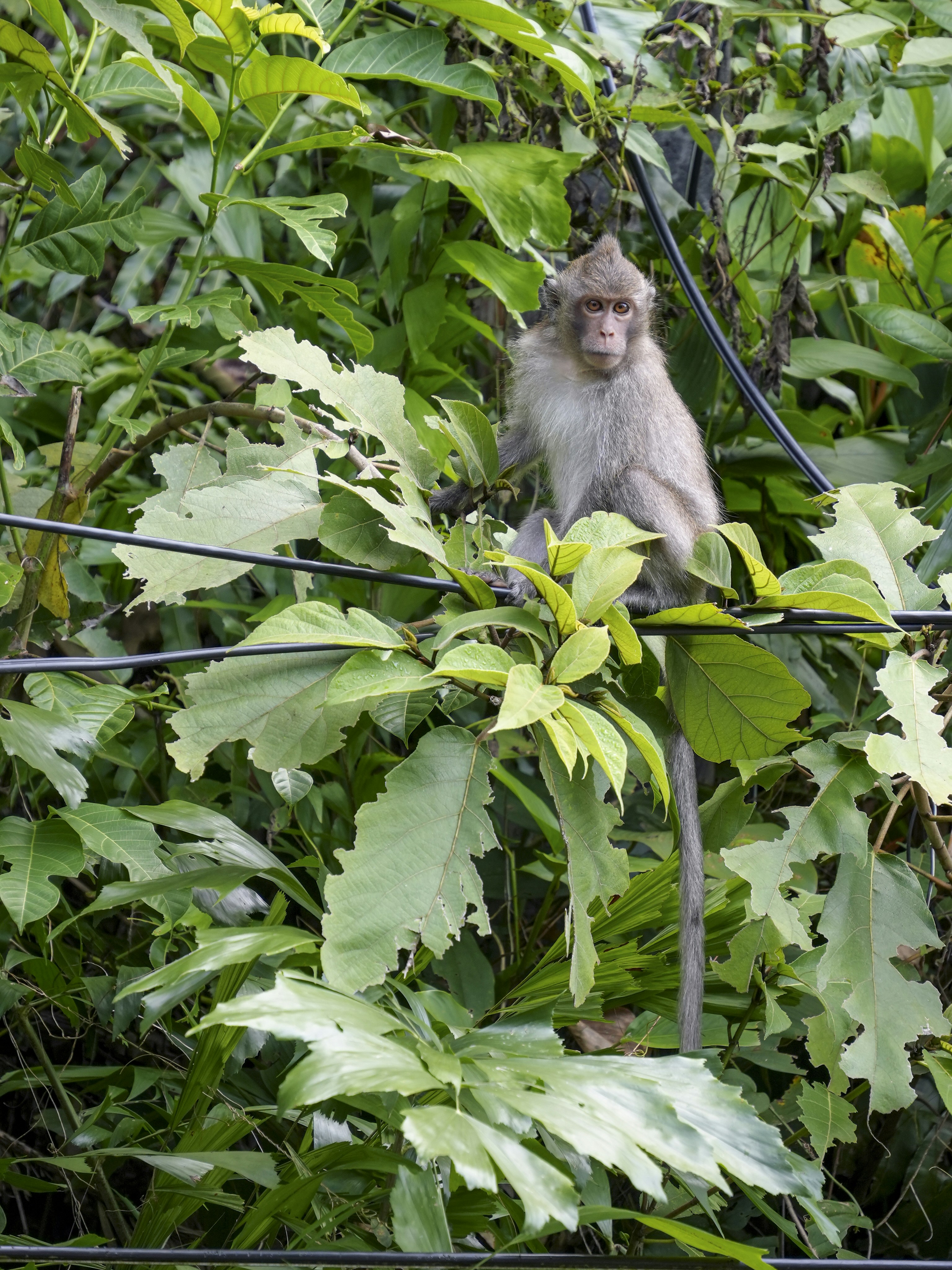 A monkey is sitting on a leafy tree branch.
