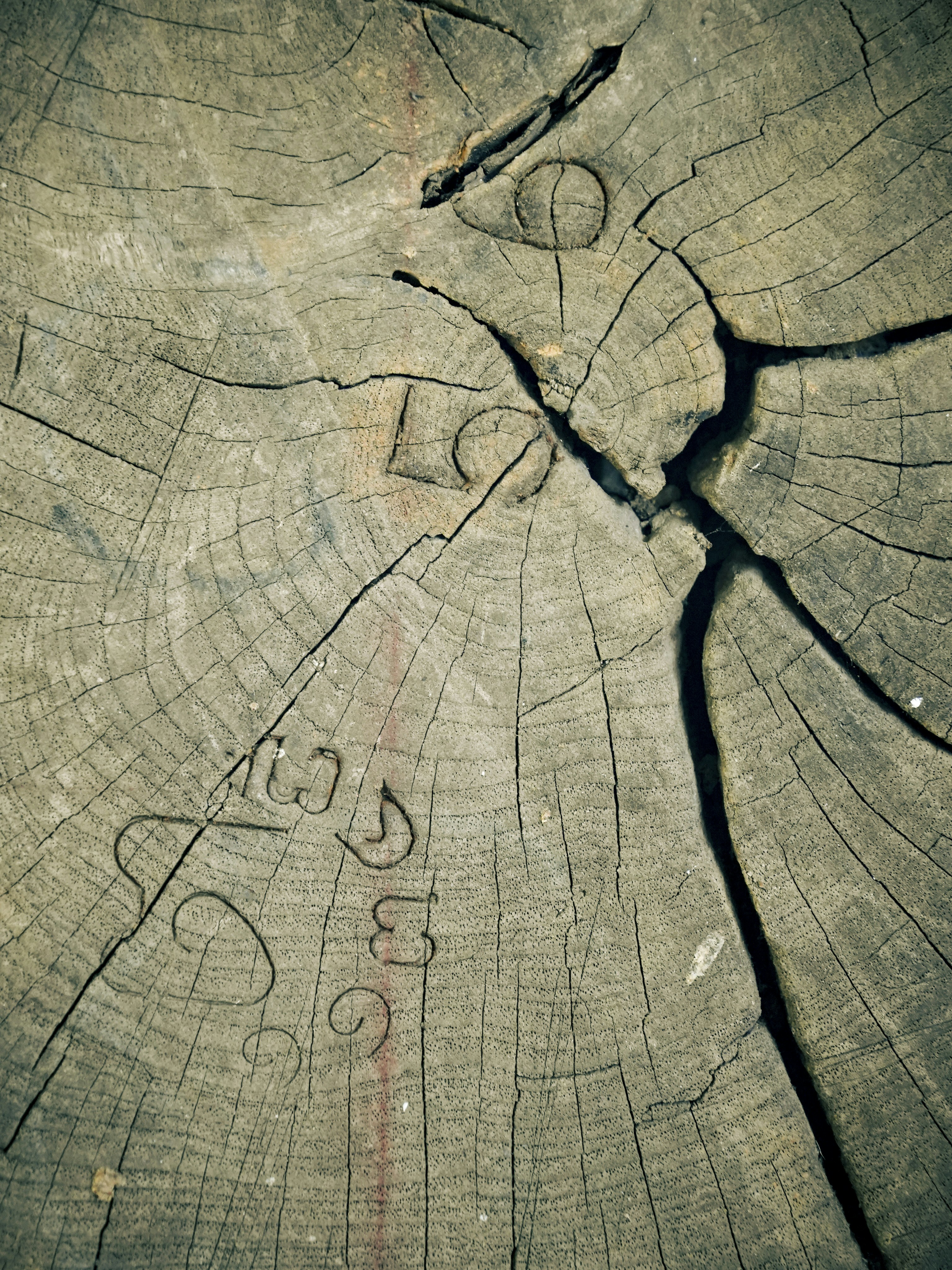 Close-up of a cross-section of a tree trunk, revealing intricate patterns and carvings on its surface. The natural texture and age lines tell a story of growth and time.