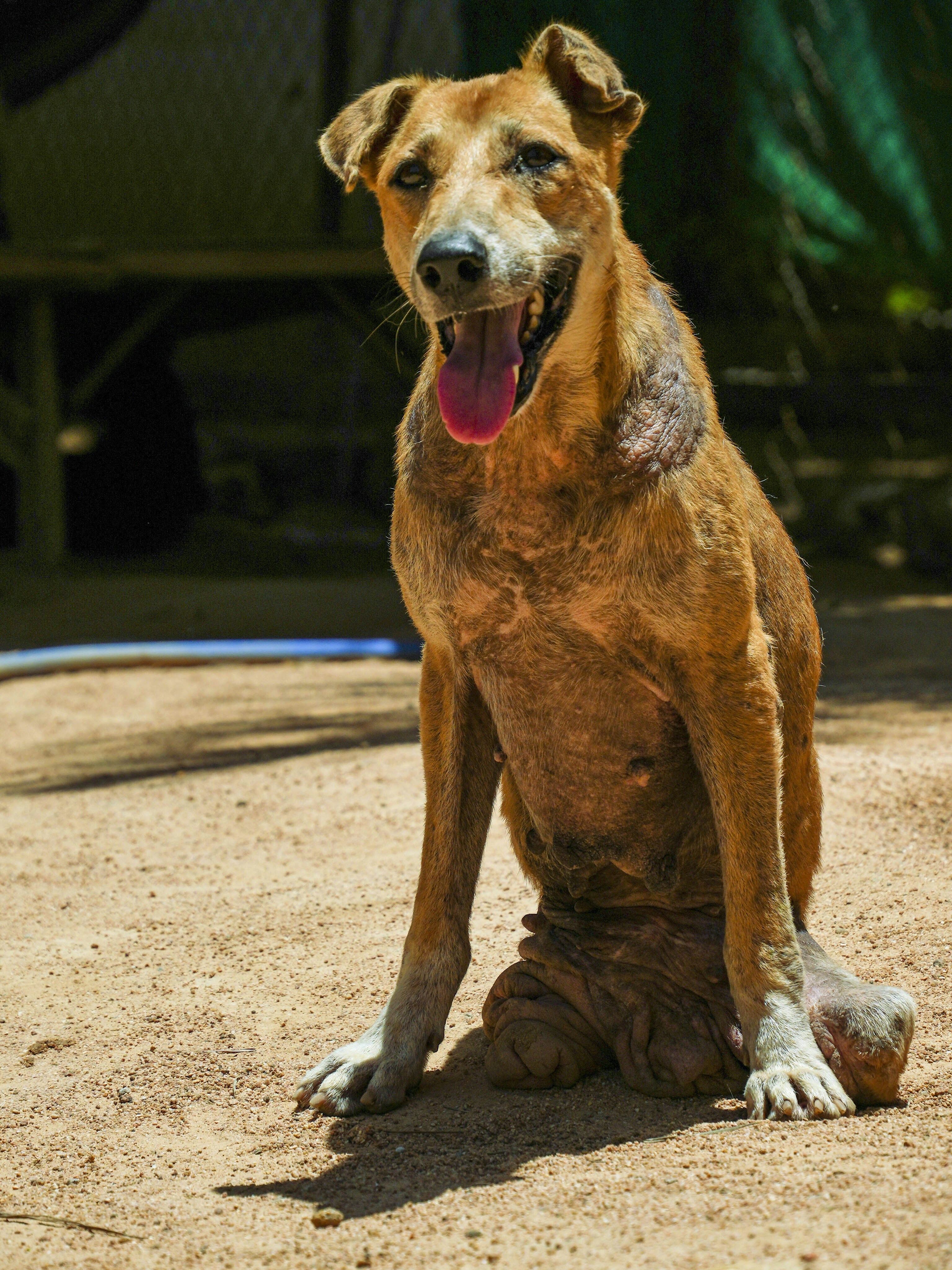 A happy dog with scars sits on the ground.