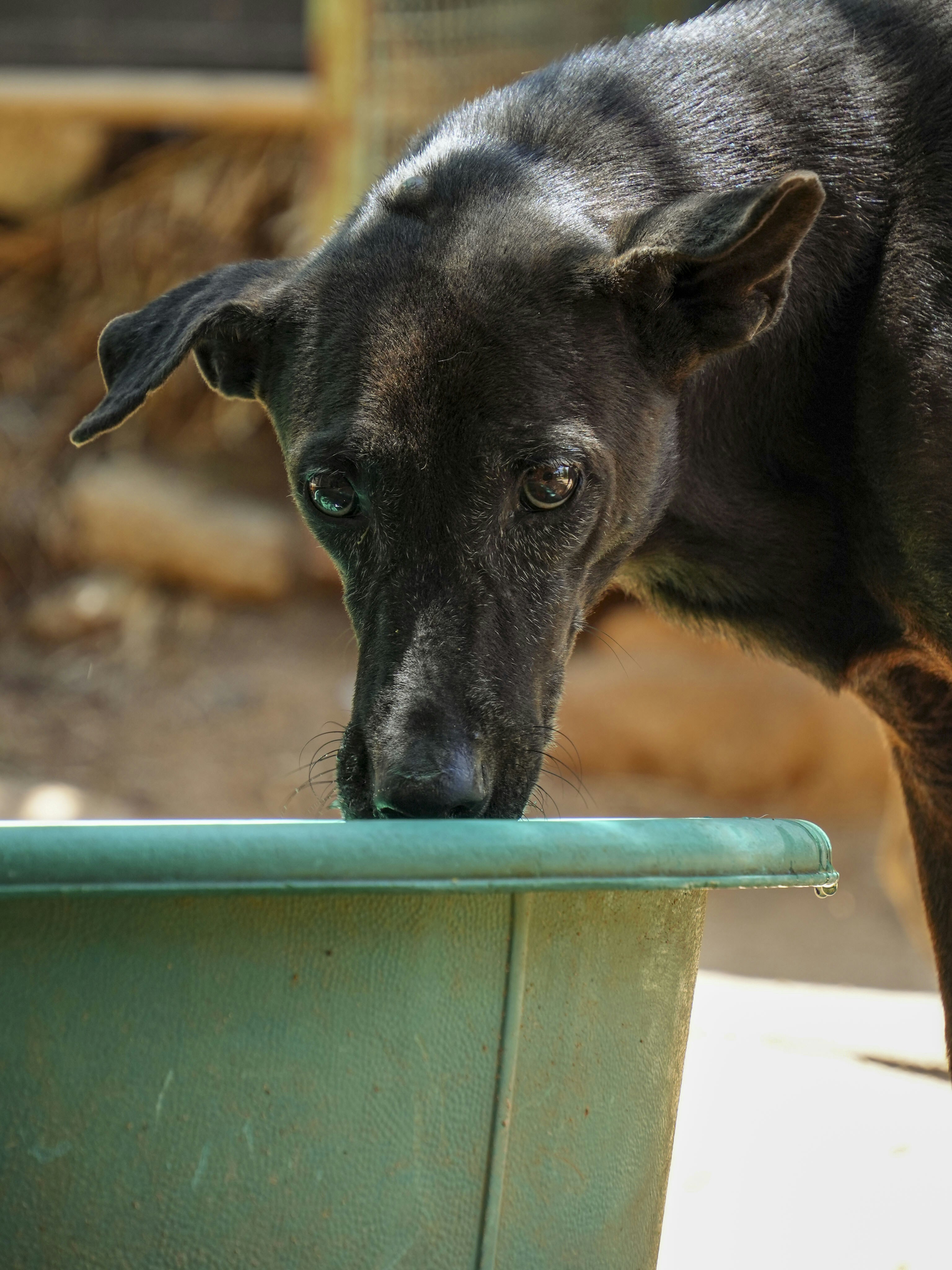 Curious Black Hound Examines a Green Trough in Sunlit Yard