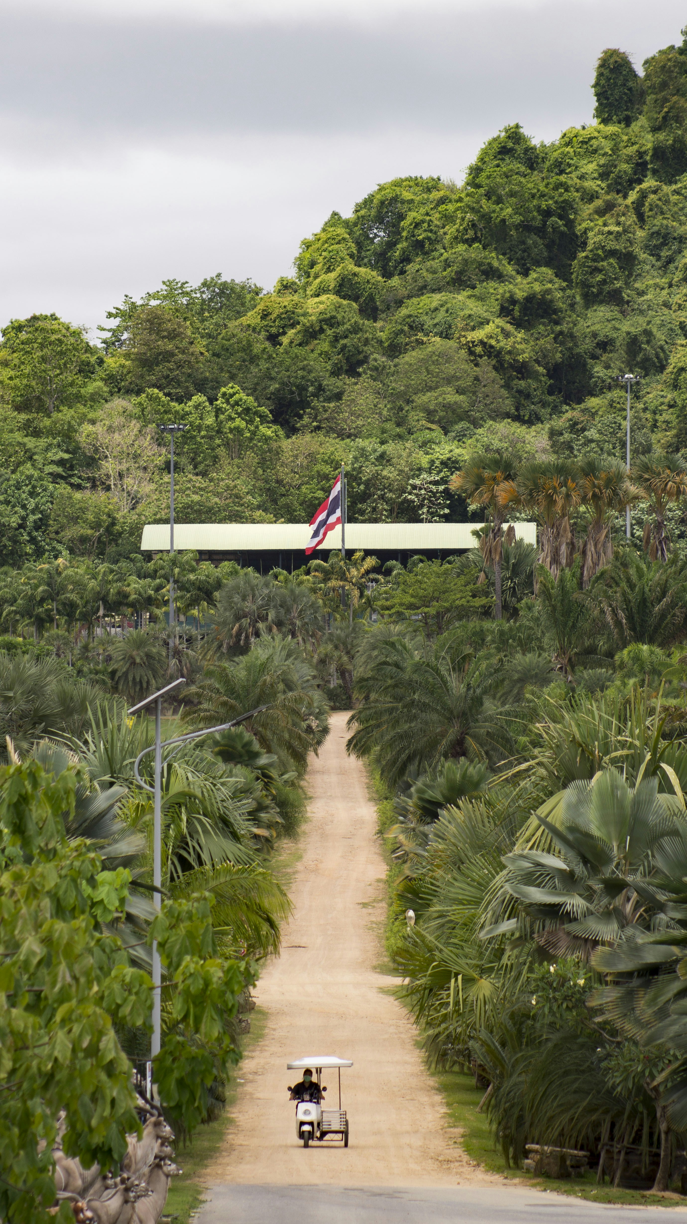 A scooter drives down a road lined with palm trees.