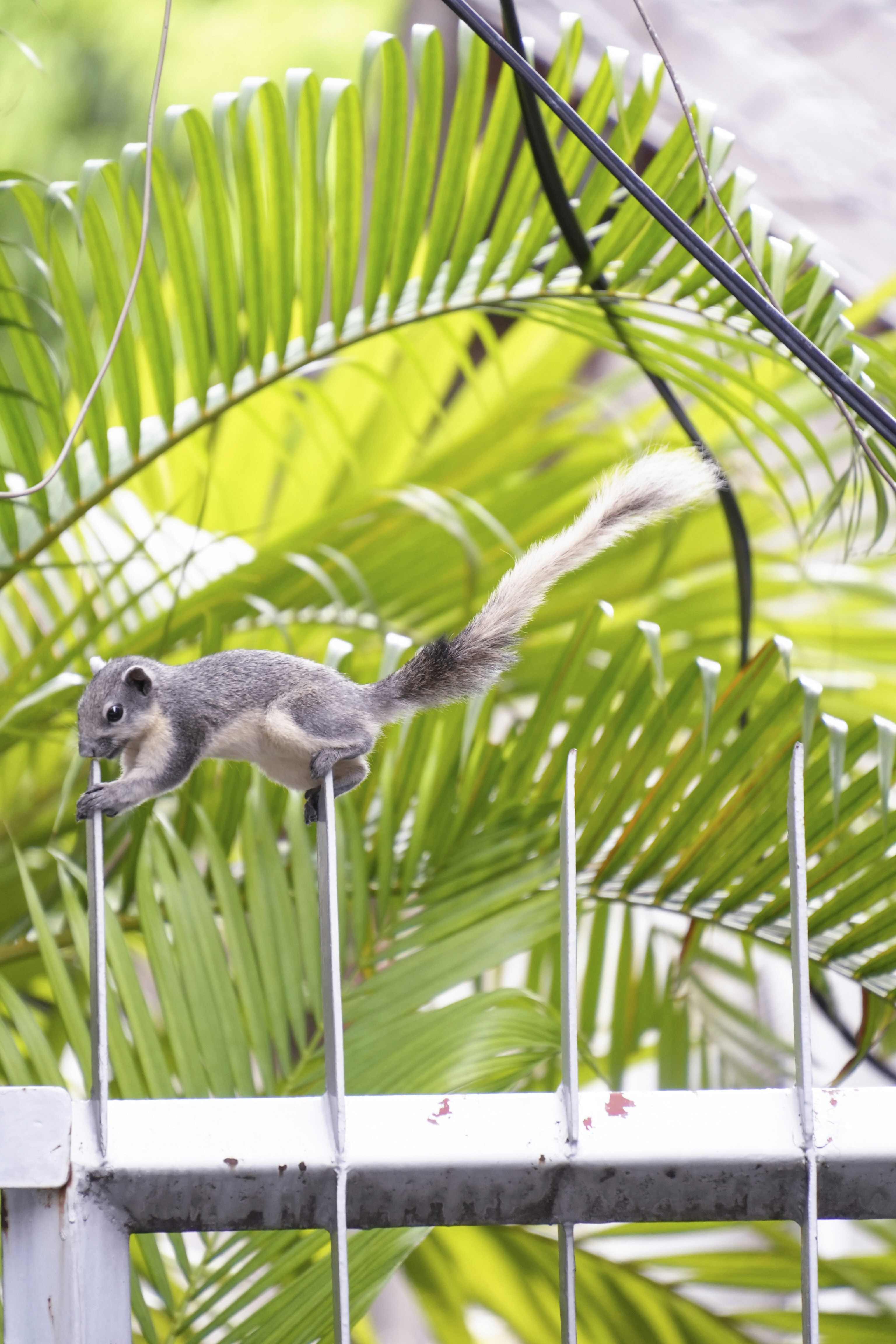 Balancing Act: The Squirrel's High Wire Performance