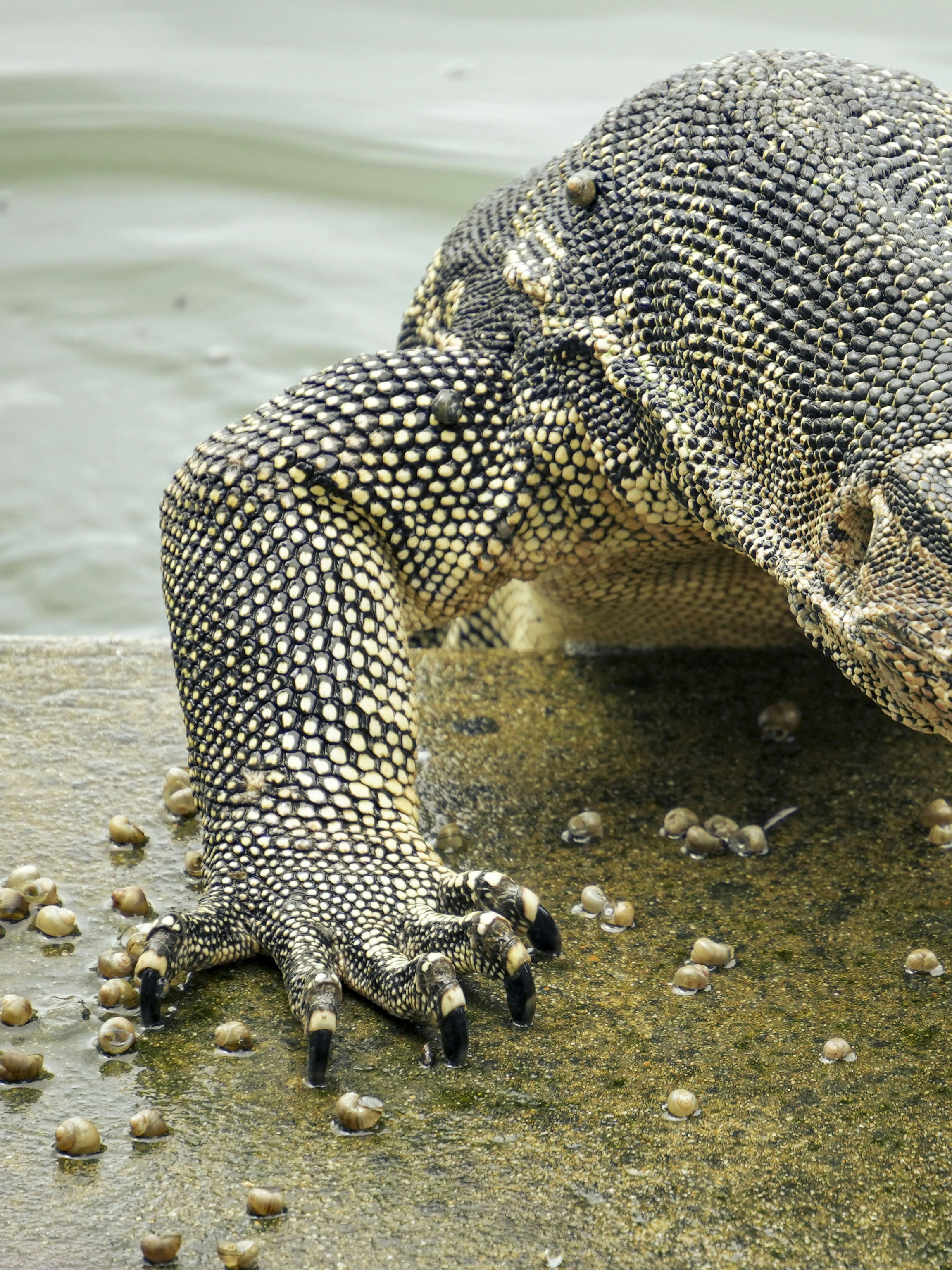 A close-up view of a lizard's leg. photo – Free Lizard Image on Unsplash