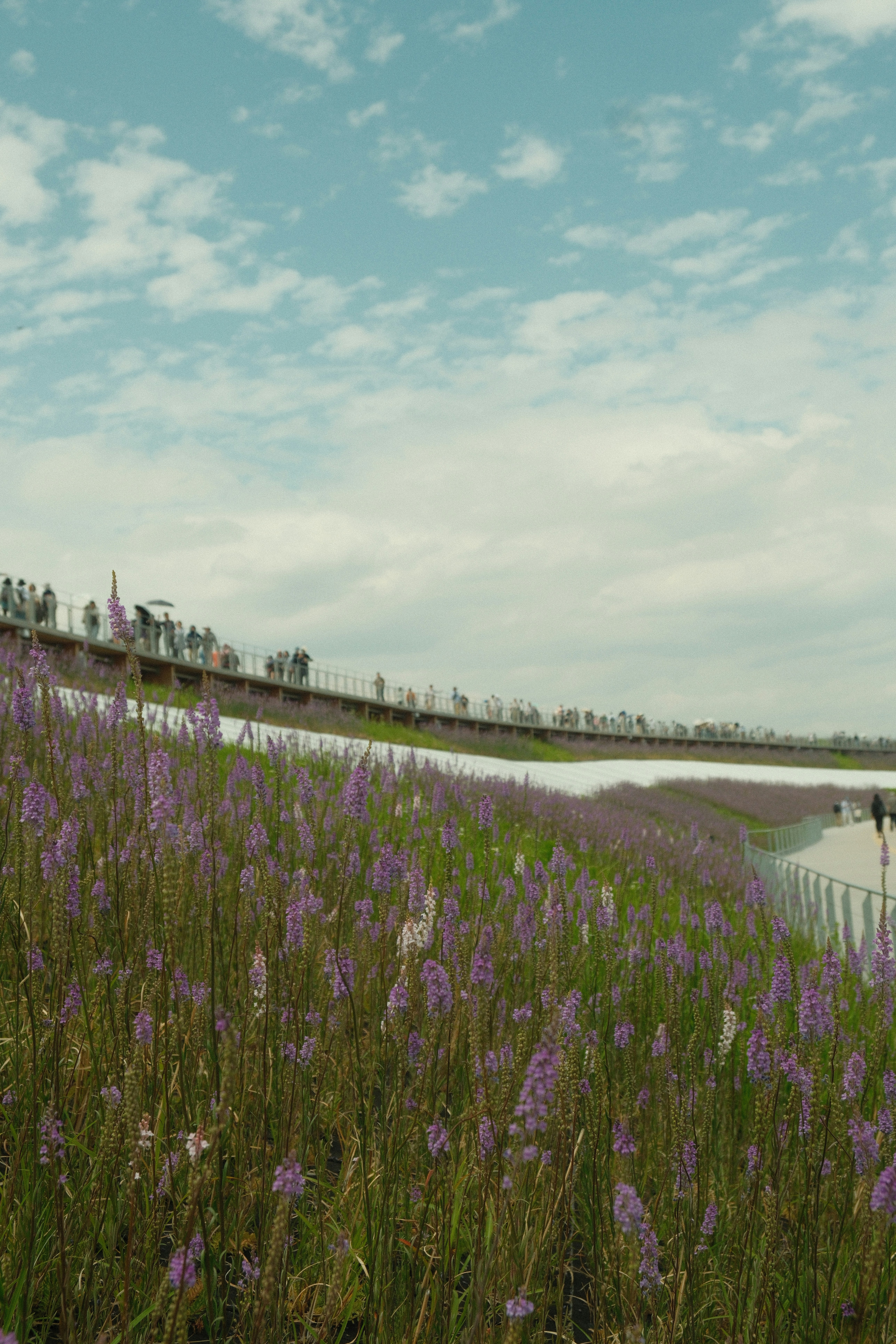 Vibrant lavender blooms cascade along a winding path, where visitors stroll above, framed by a serene sky. 
