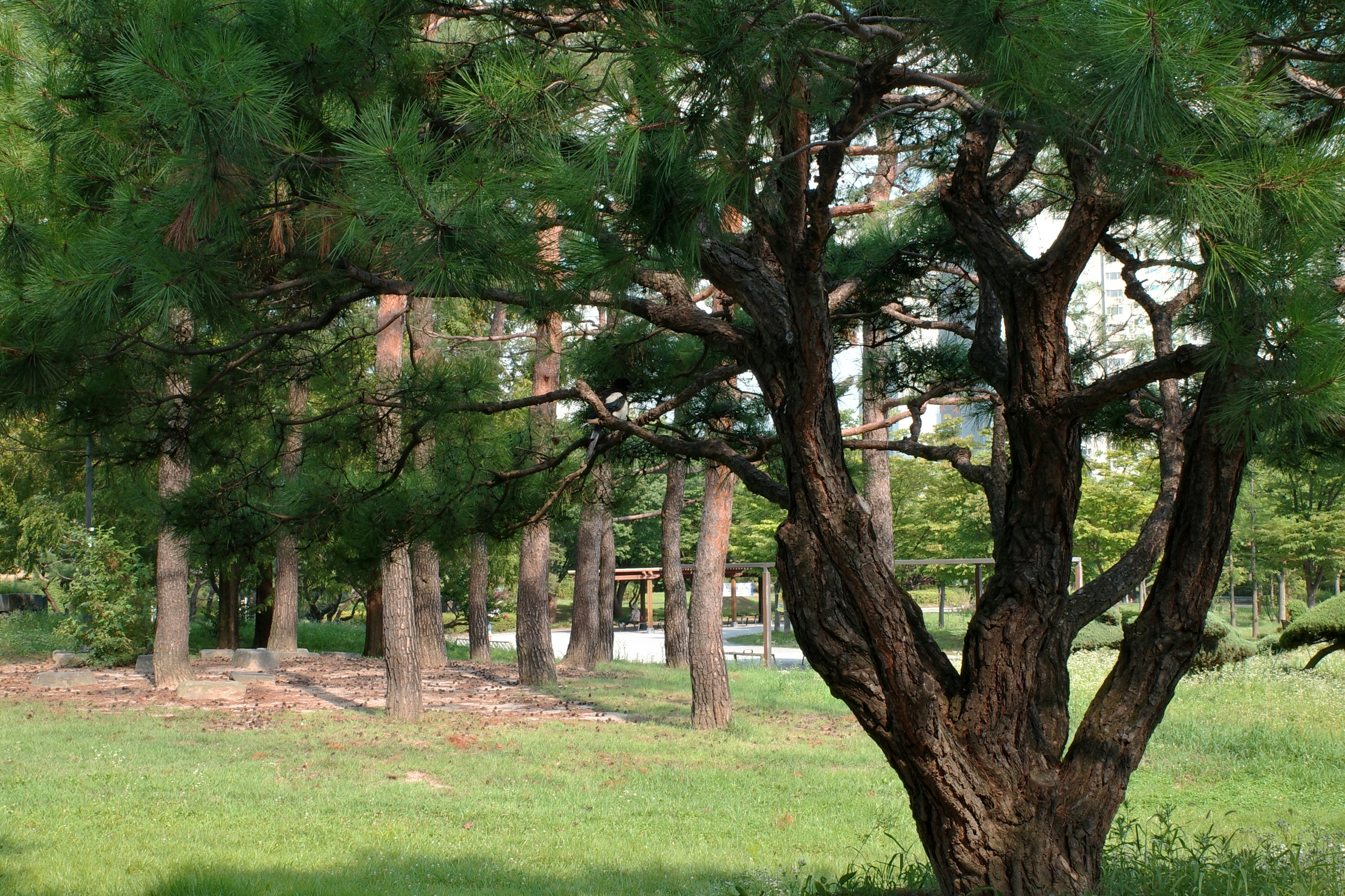 Whispers of Nature: The Ancient Pine