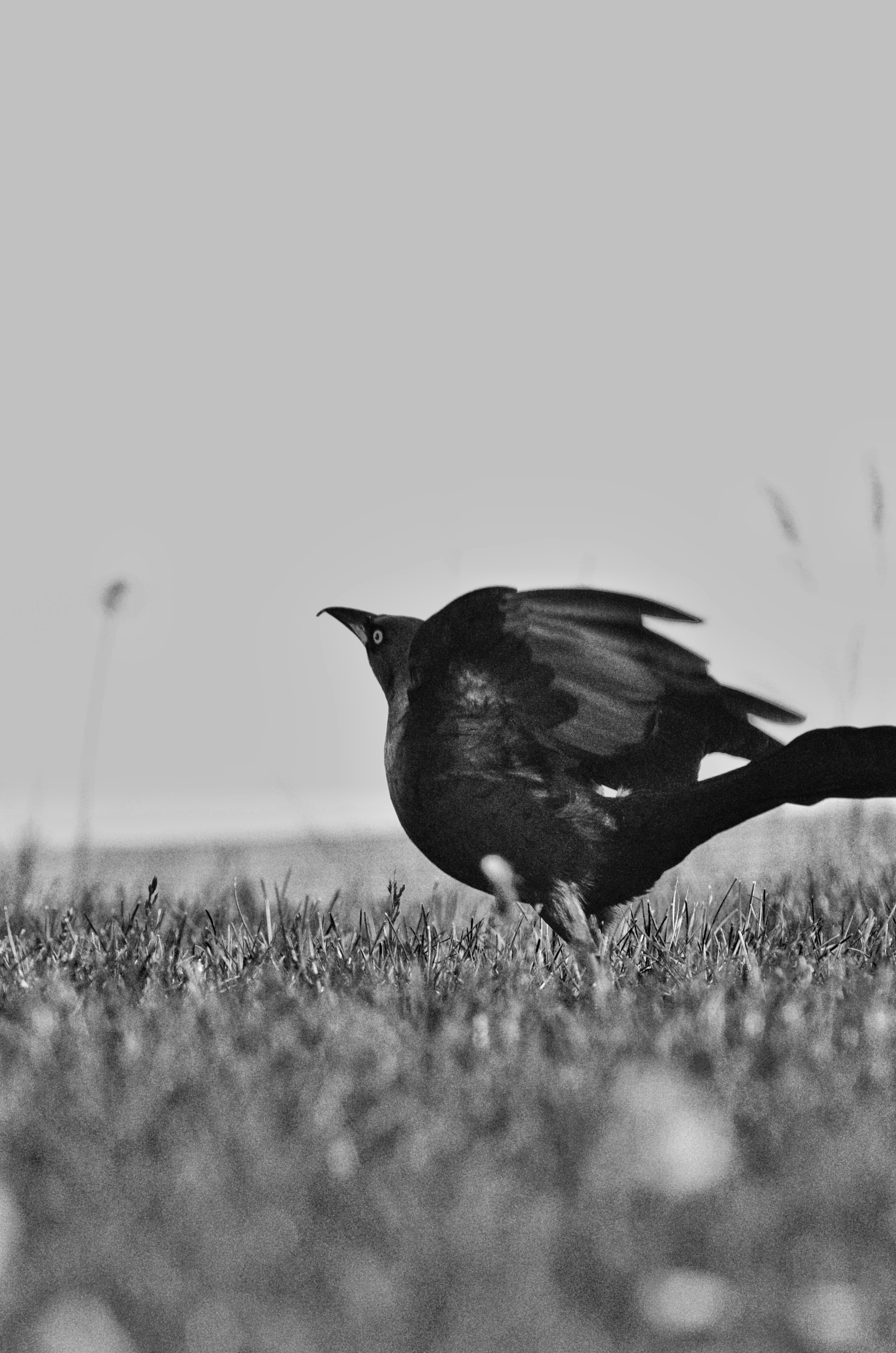 The Silent Watcher: A Bird's Perspective