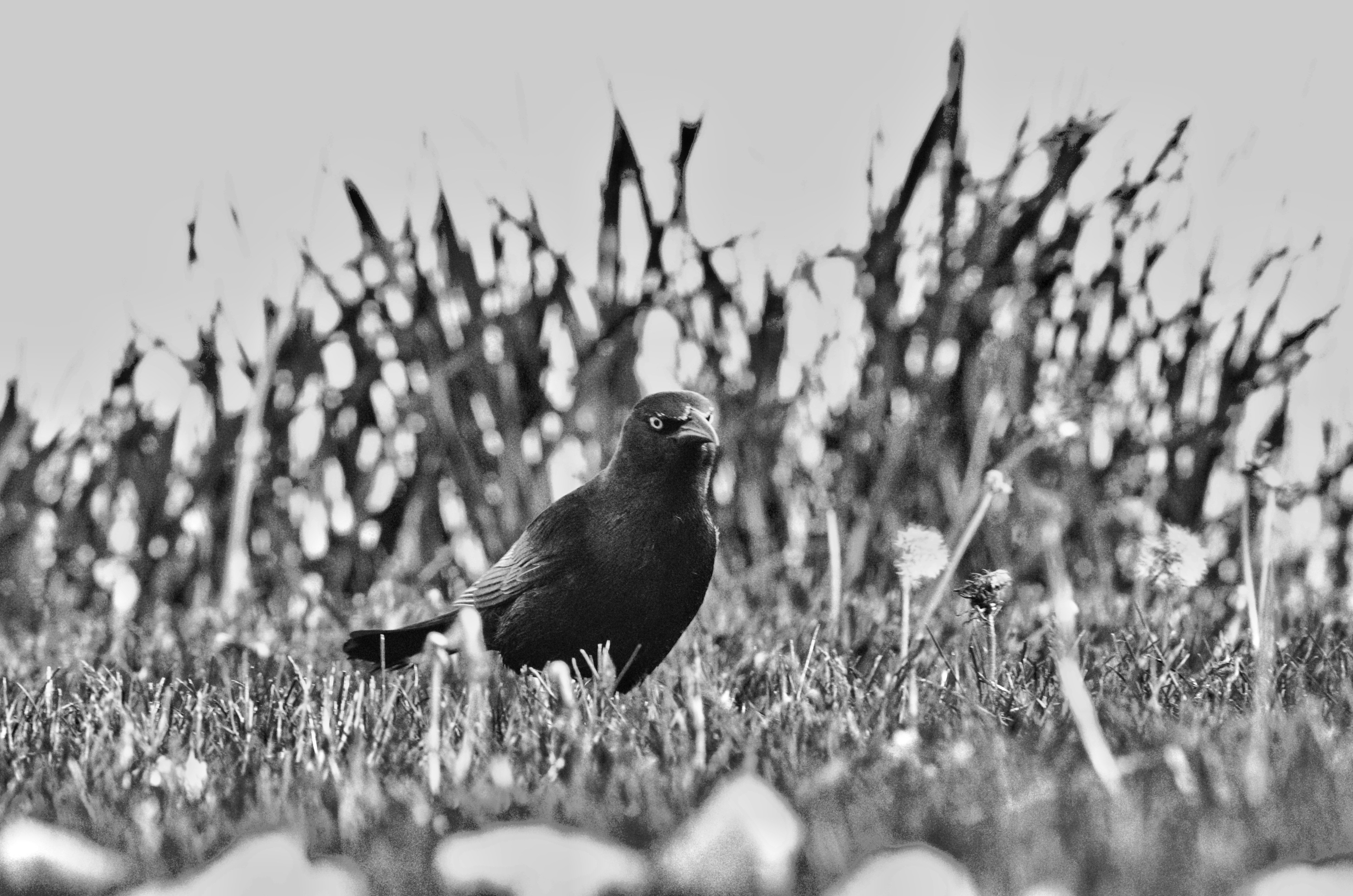 Lone Blackbird in a Quiet Grayscale Field
