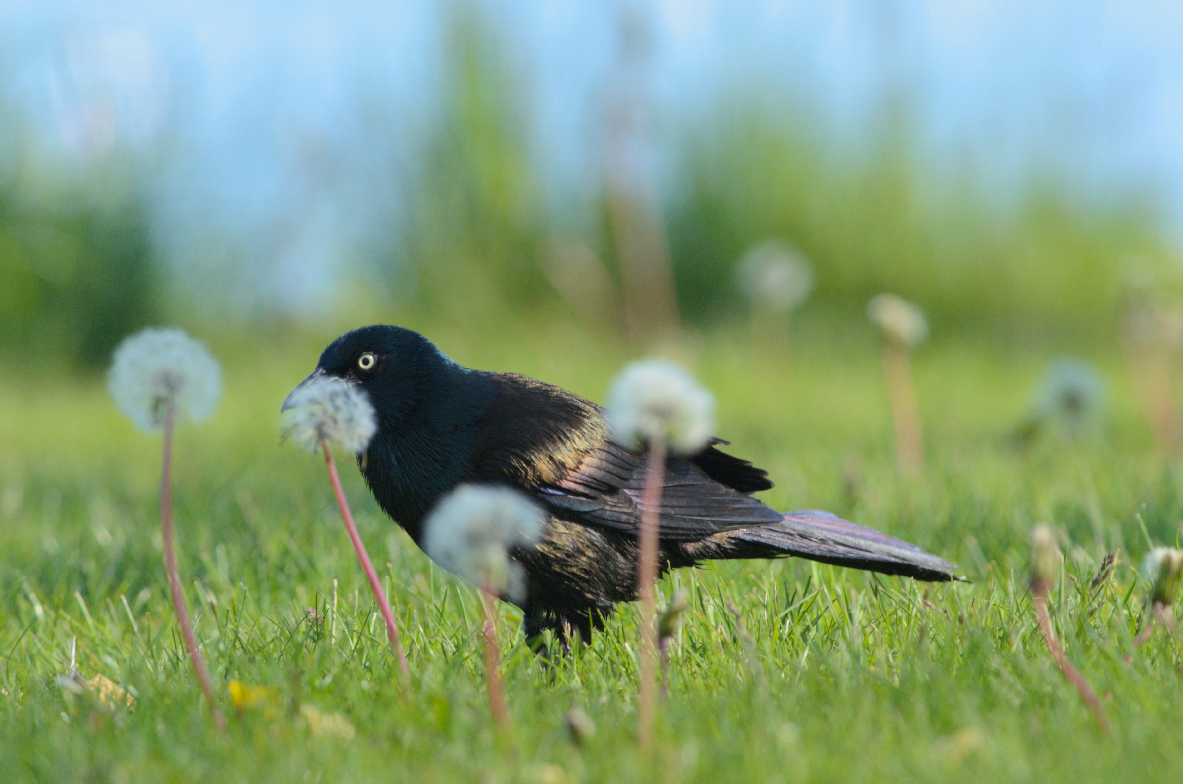 Midfield Crow in Dandelion Field