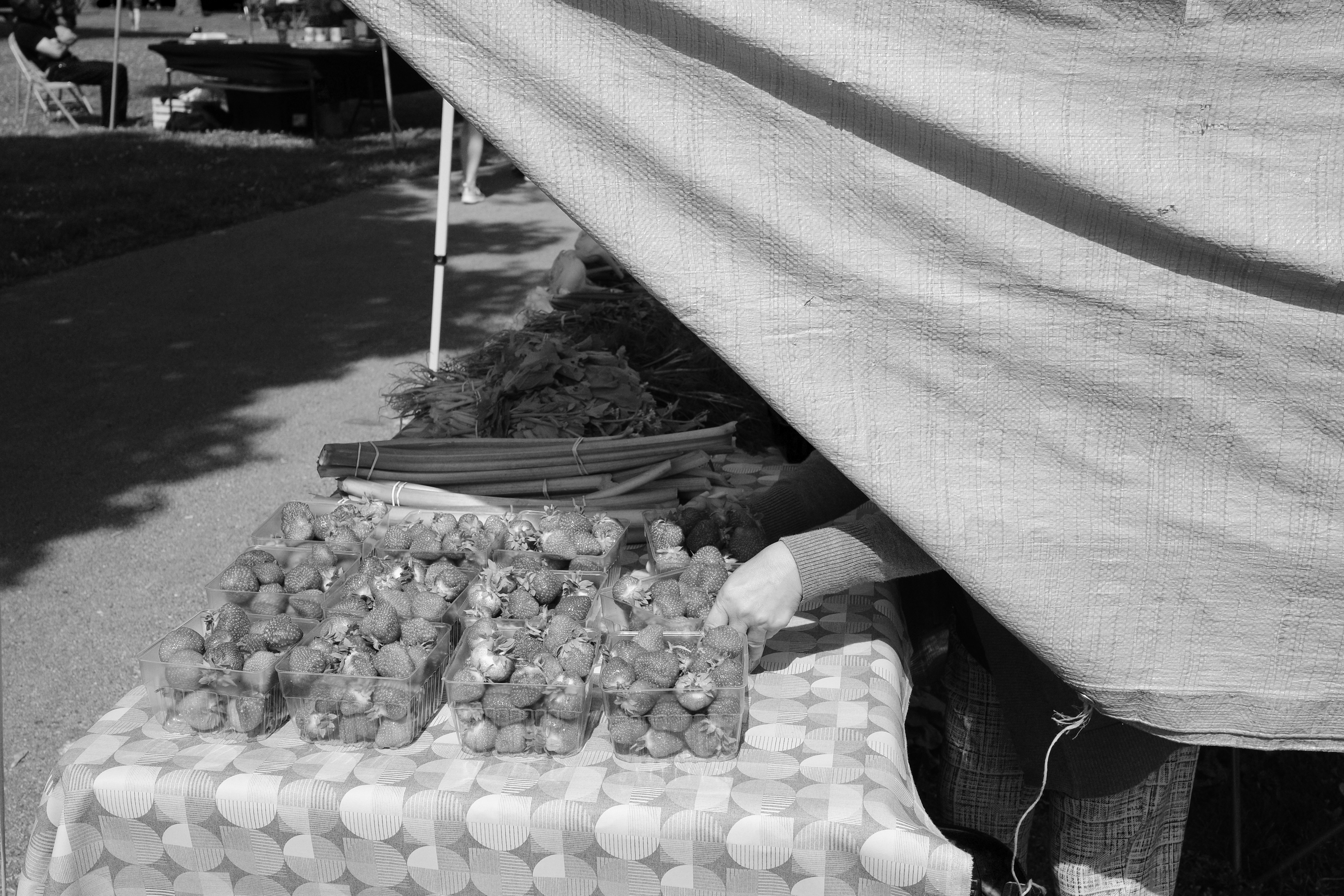 Hidden Treasures of the Market