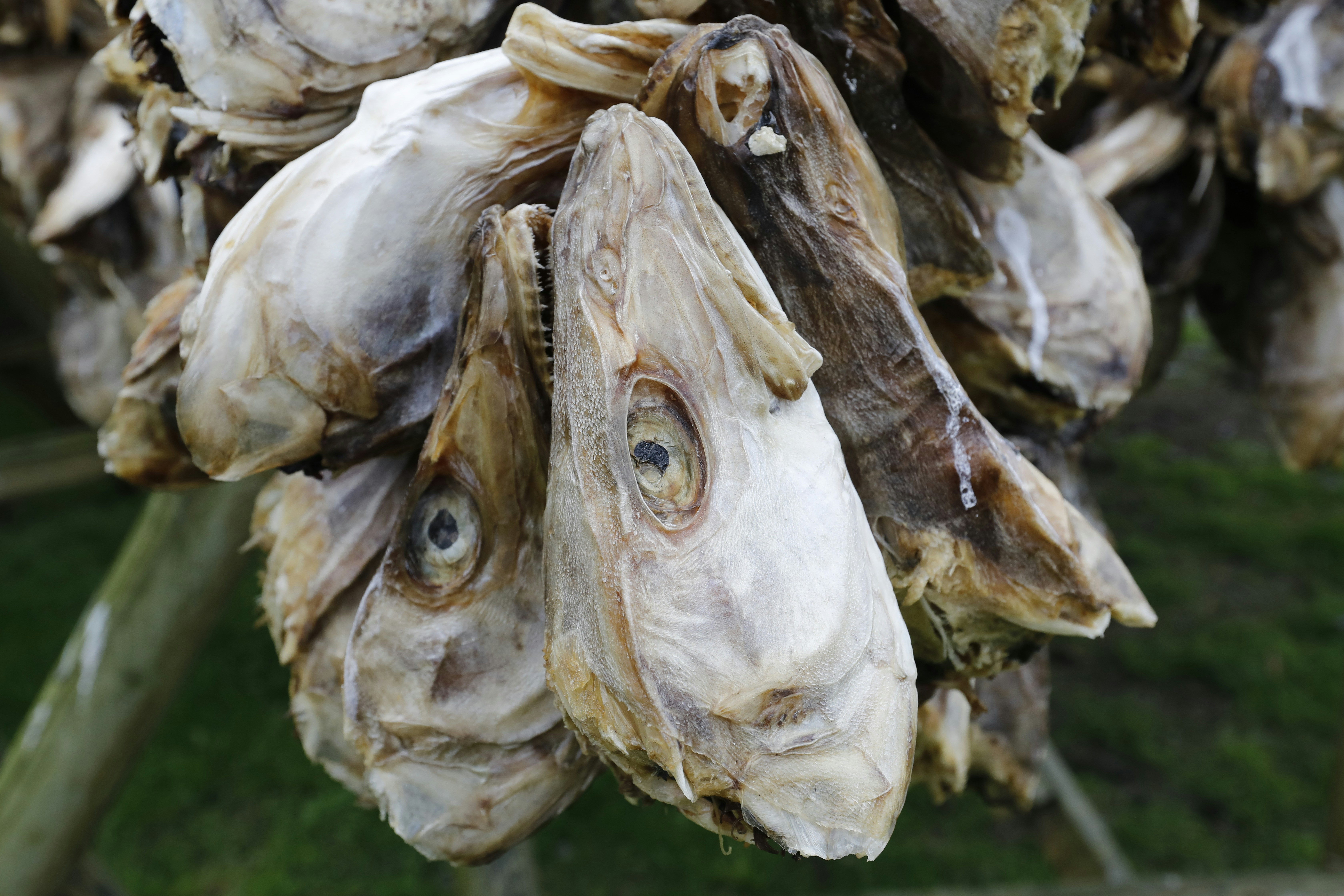 The Art of Preservation: Dried Fish Heads on Display