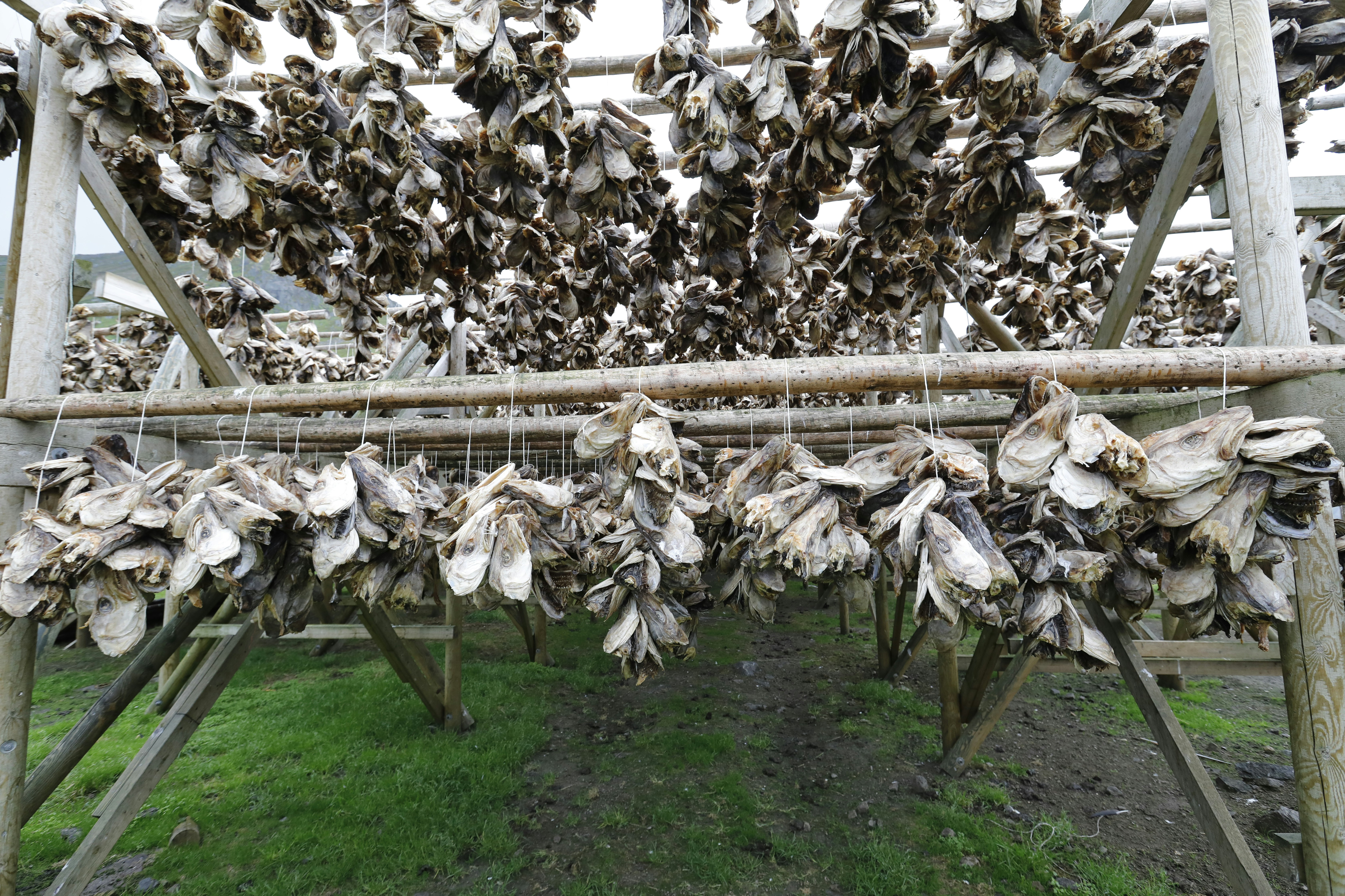 Harvesting Nature's Delicacies: The Art of Oyster Drying