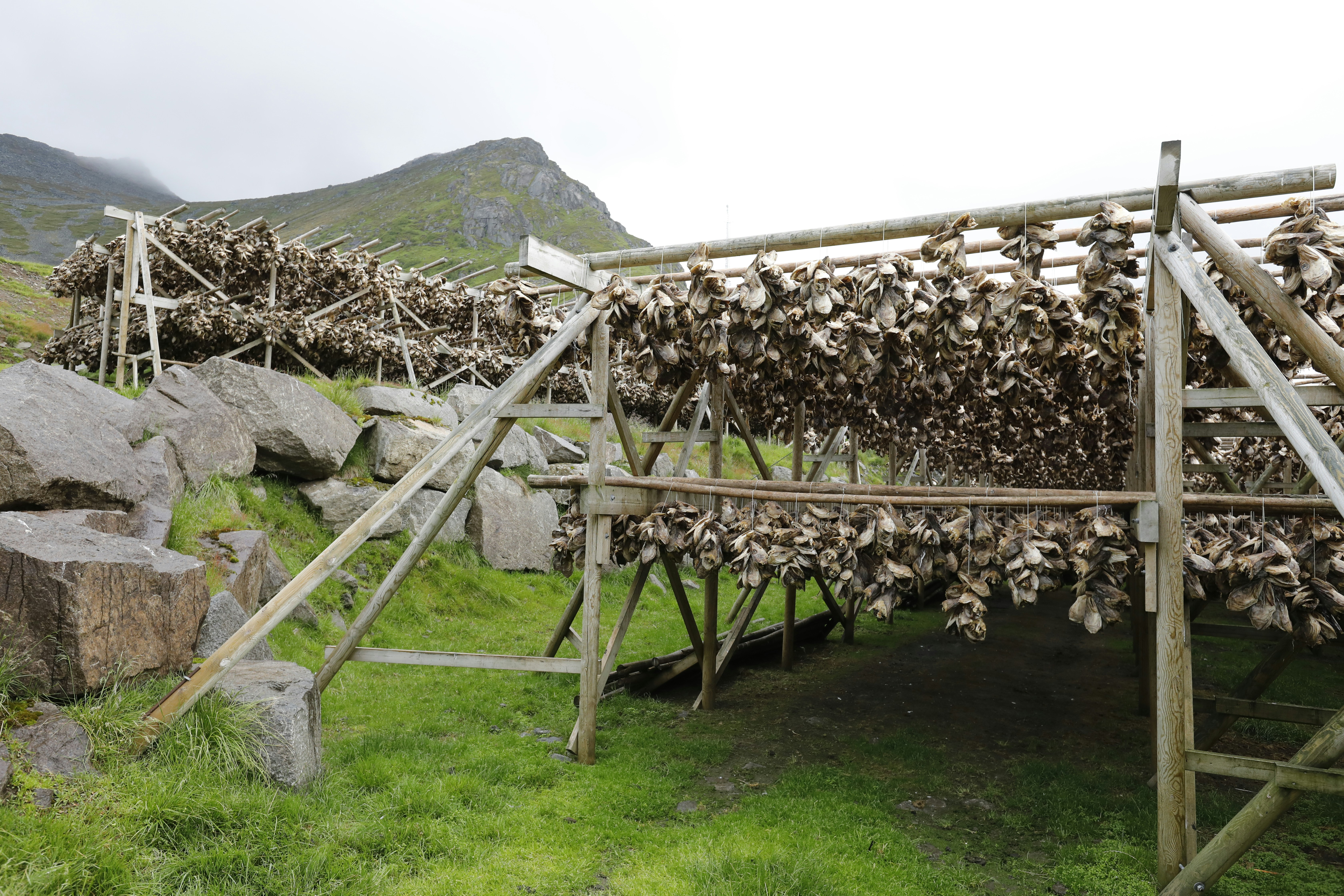 Hanging fish drying on wooden racks in a rugged landscape, showcasing a traditional preservation method. The backdrop features steep mountains and cloudy skies.