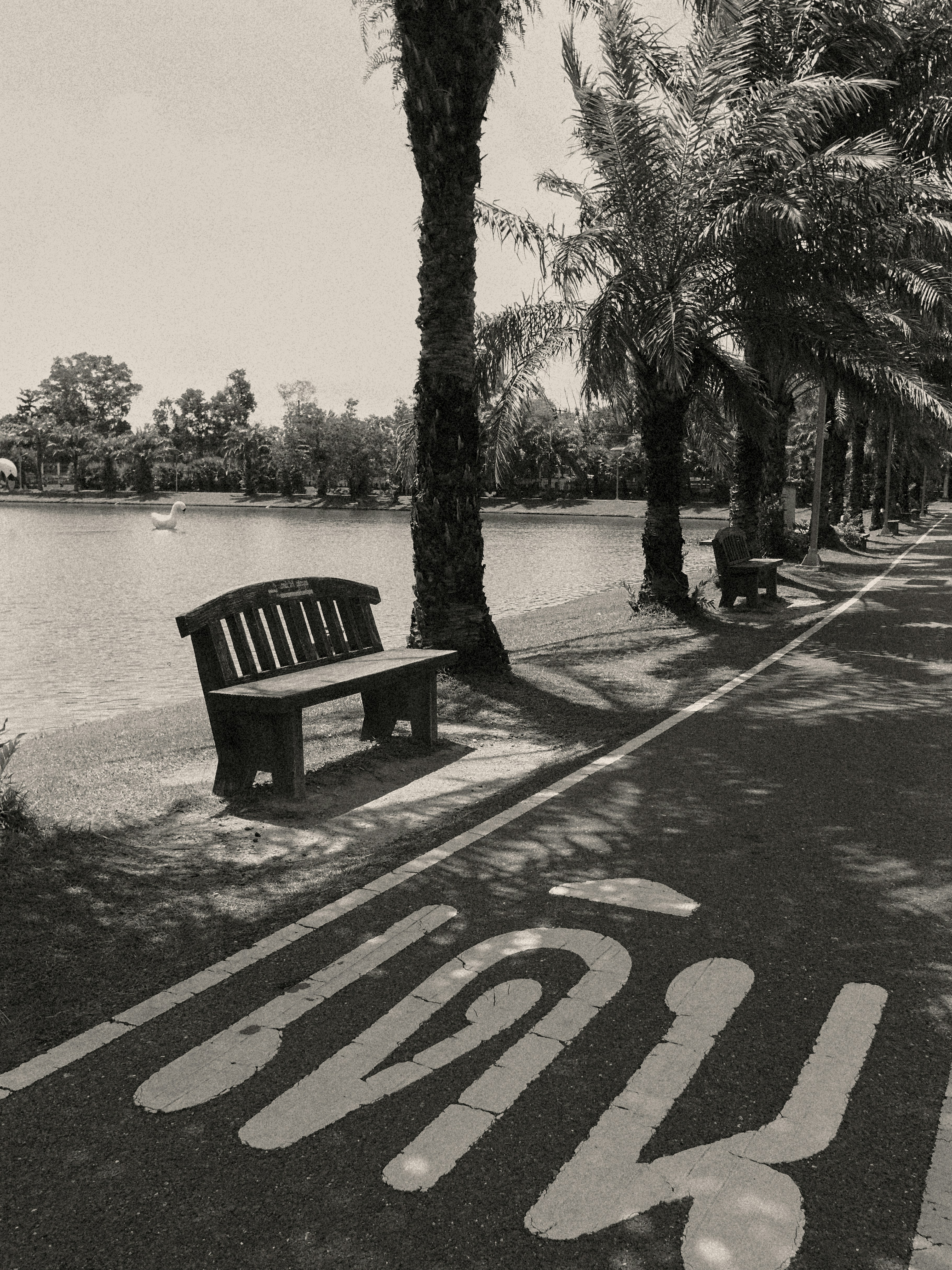 A lakeside walking path lined with palm trees and wooden benches, captured in monochrome. Thai script is painted on the asphalt, adding local context to this serene scene. The shadows of the palms cast intricate patterns, enhancing the calm and tropical feel of the image. | A park bench next to a path near a lake.