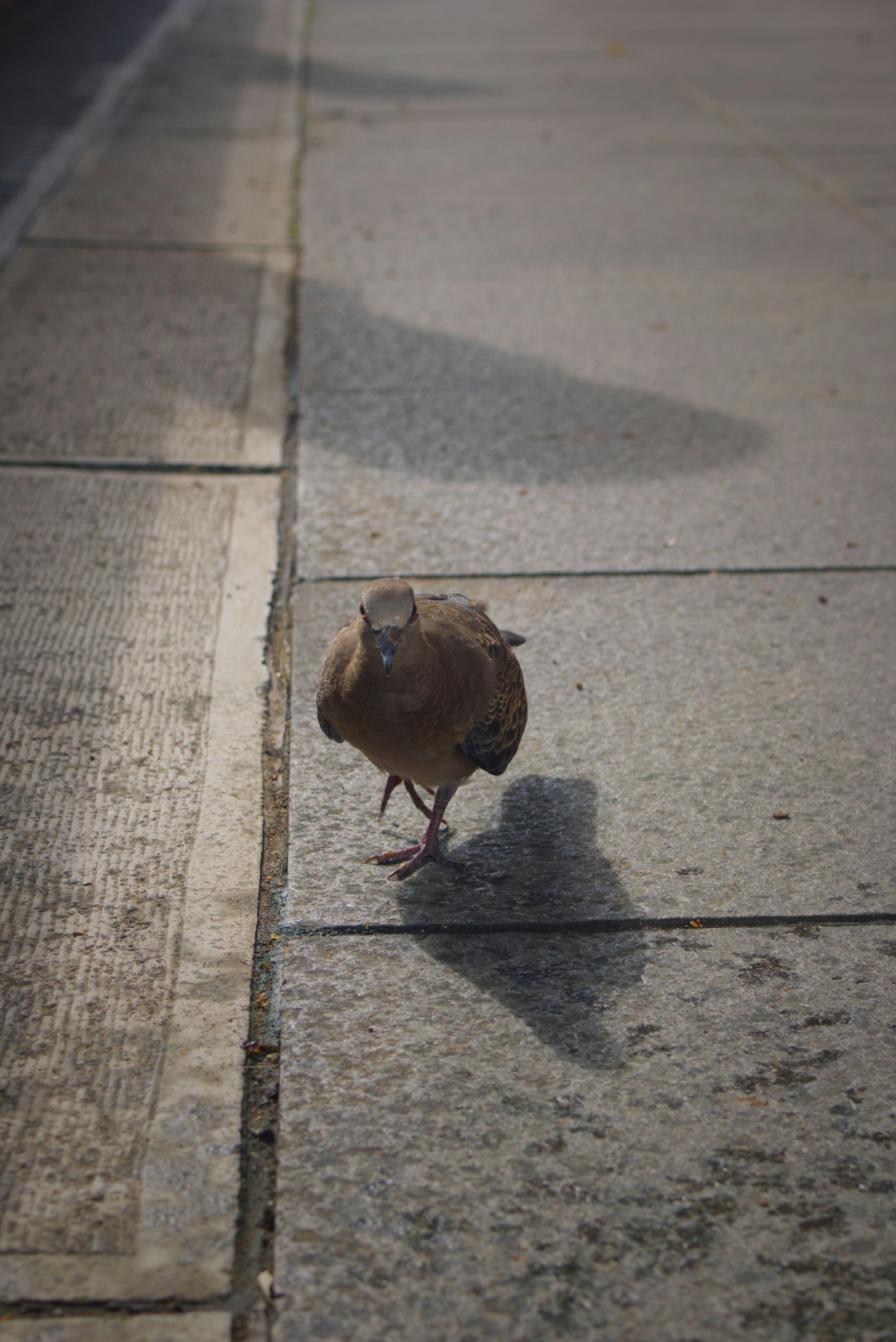 A bird | A bird stands on a sidewalk.