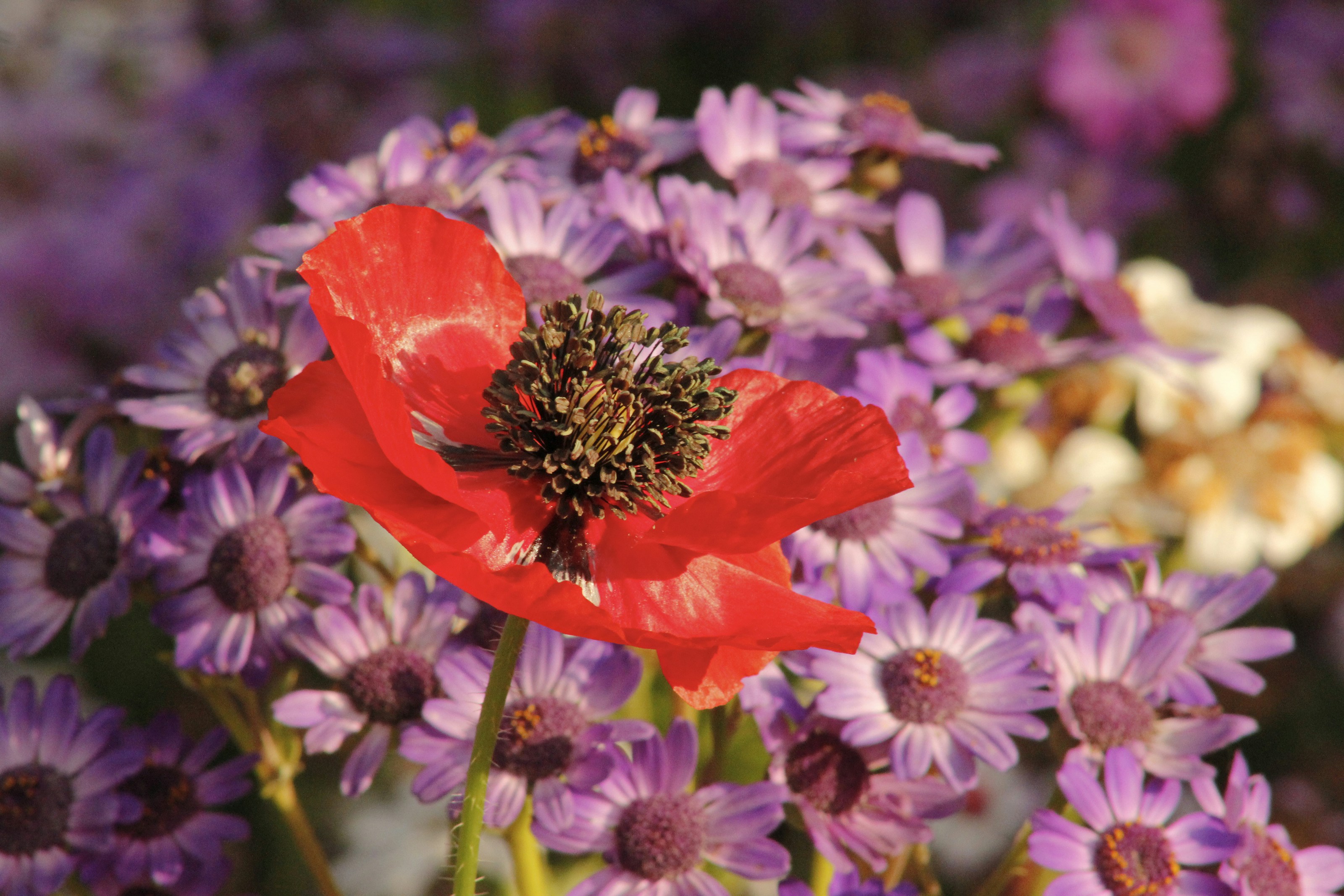 Crimson Bloom Among Lavender Haze