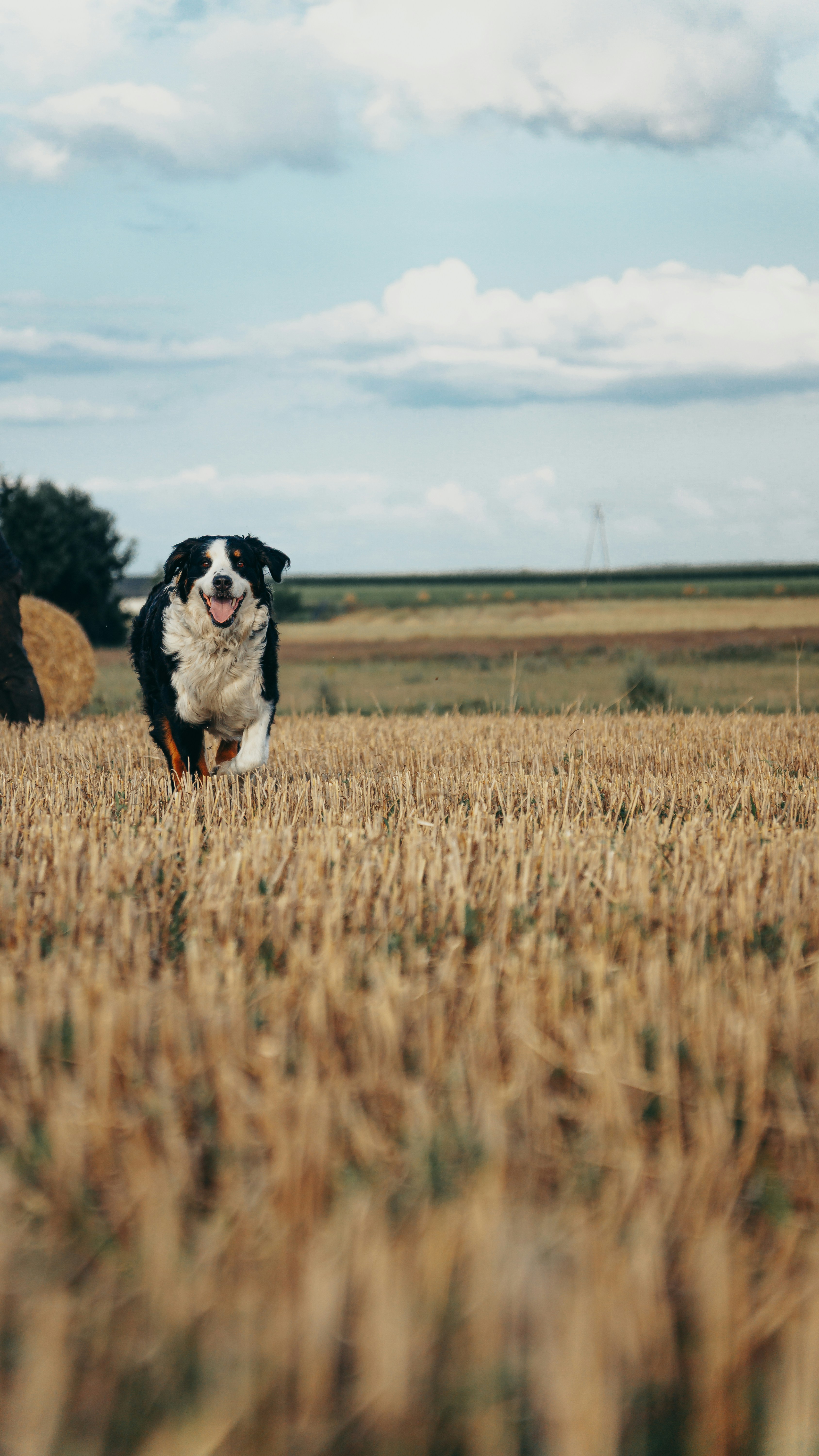 A playful dog joyfully running through a golden field of harvested crops under a blue sky with fluffy clouds.