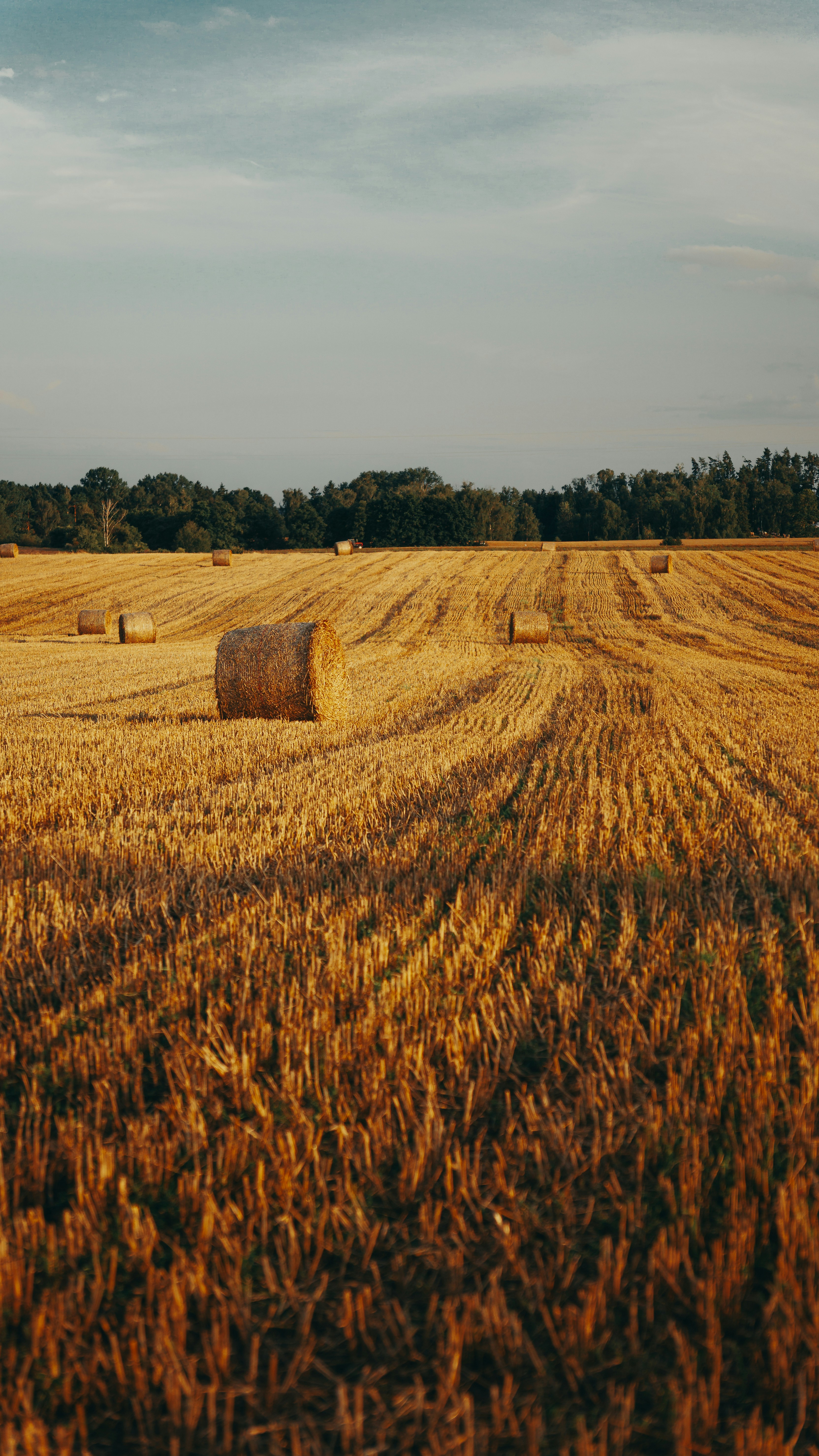 Golden hay bales scattered across a sunlit field, with a backdrop of lush green trees under a soft sky.