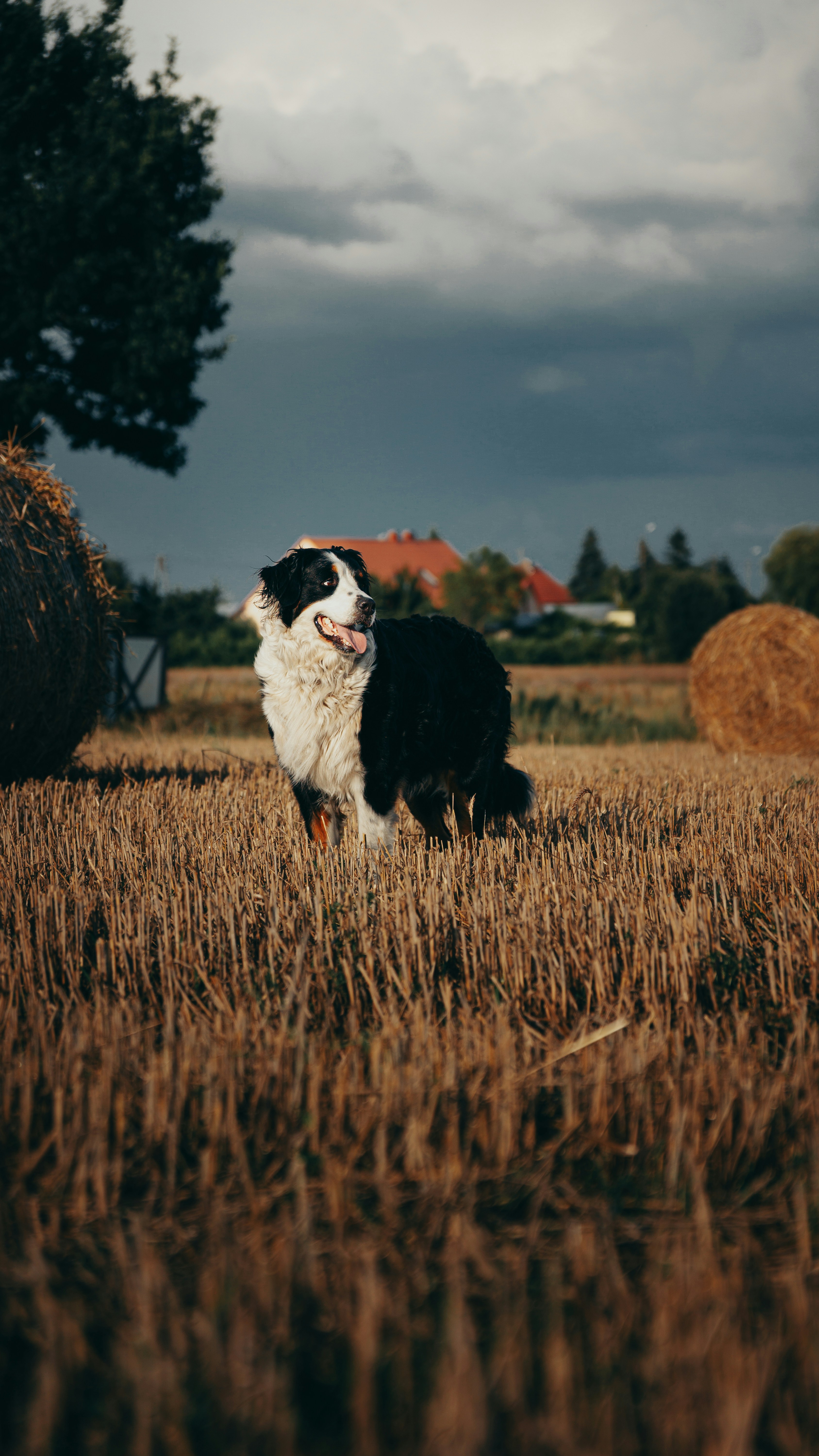 A Canine Companion in Golden Fields