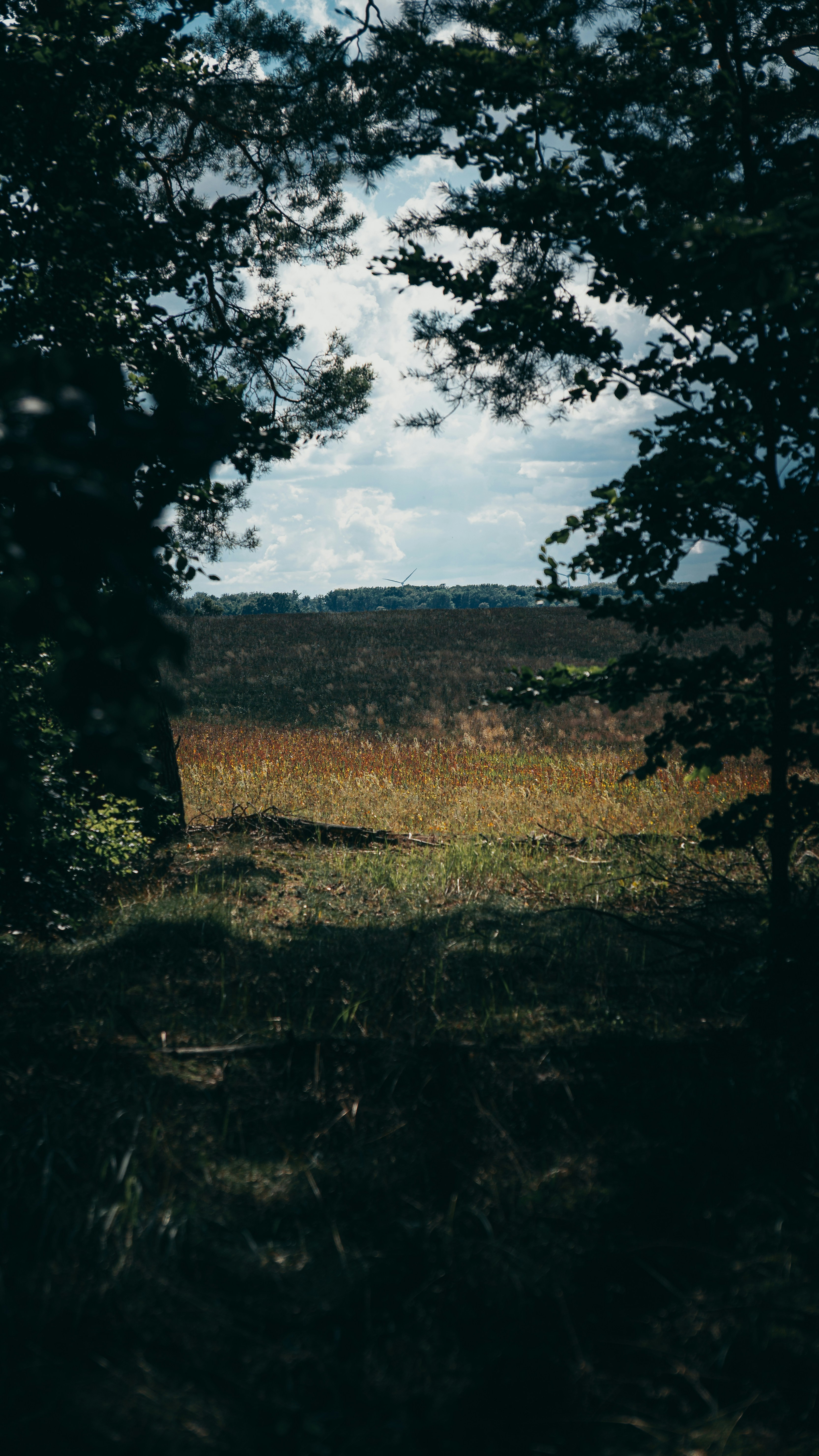 A field view framed by dark forest foliage.