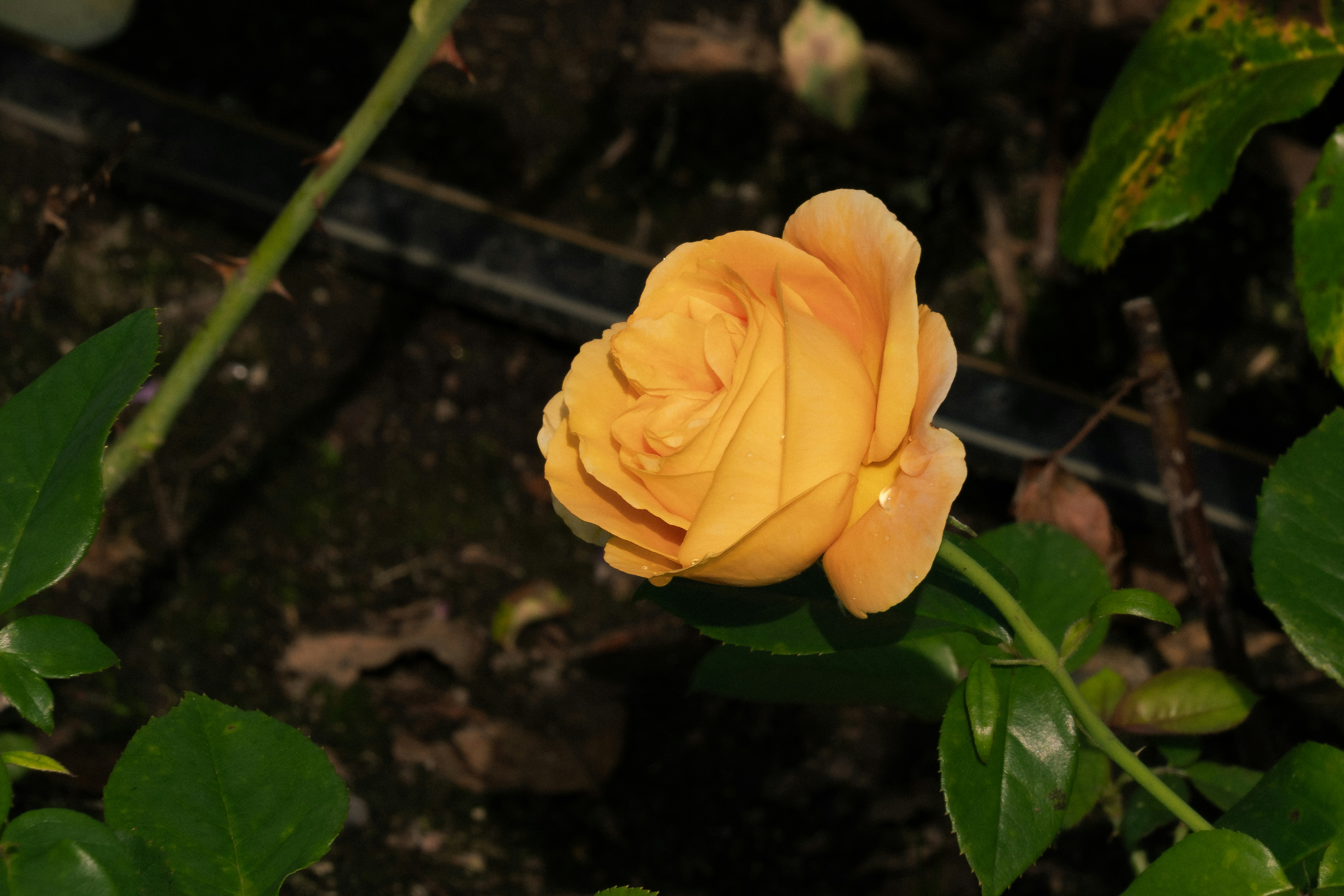 Golden Blossom Amidst Greenery