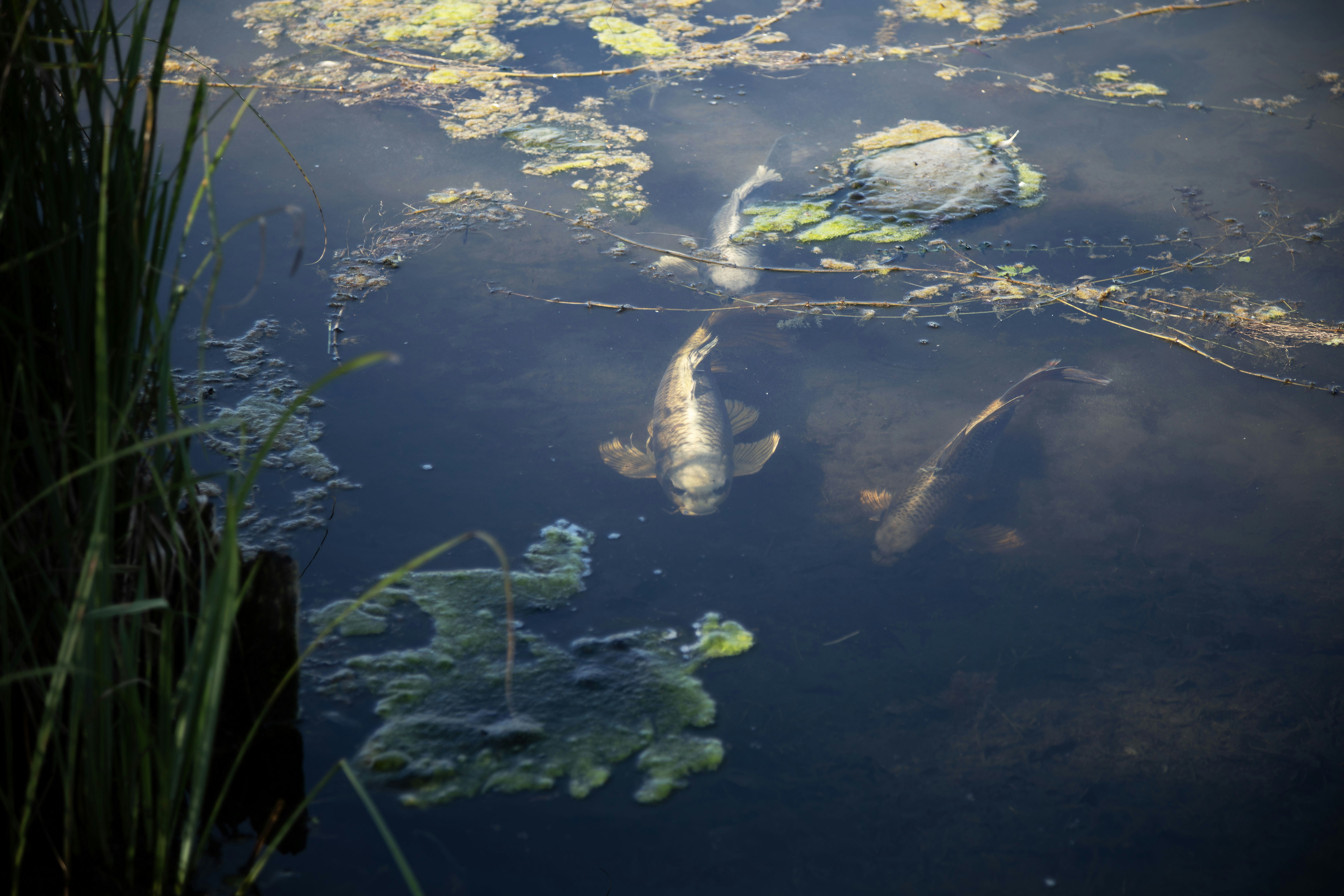 Gatchina, Russia | Fish swim beneath the surface of the water.