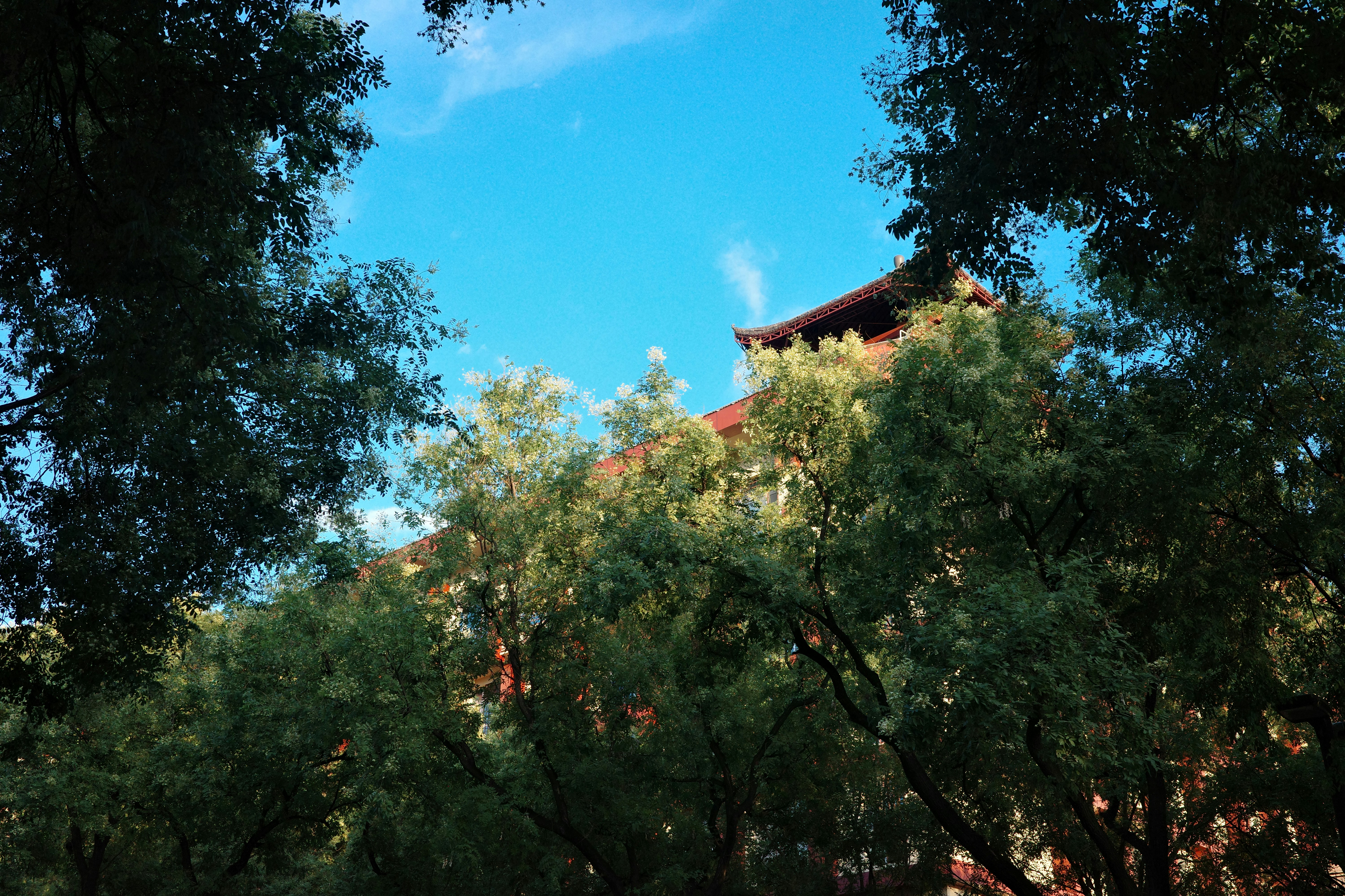 behind the tree | Trees frame a view of a building and blue sky.