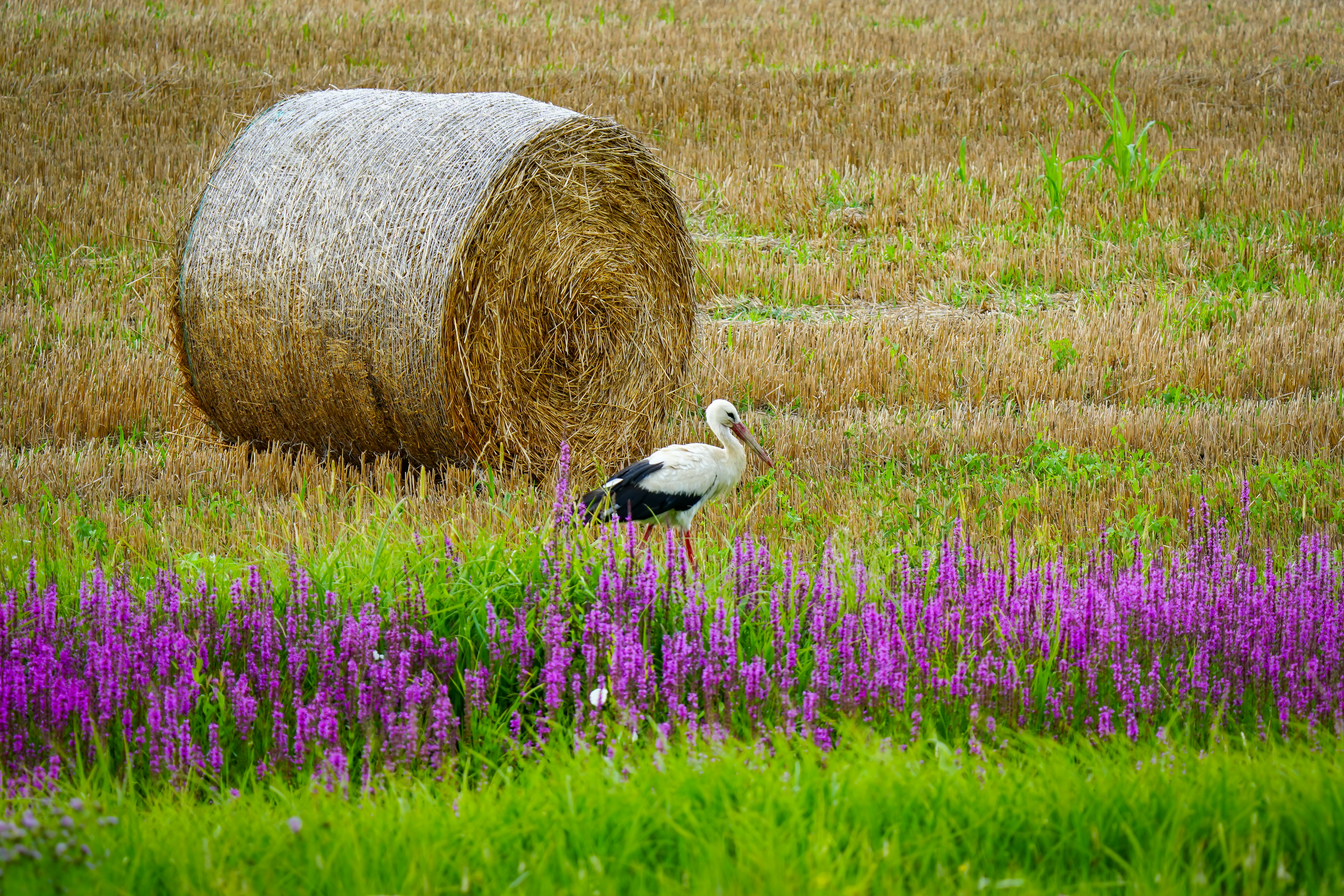 A stork stands gracefully beside a vibrant patch of purple wildflowers, with a hay bale in the background. The scene captures the tranquility of rural life.
