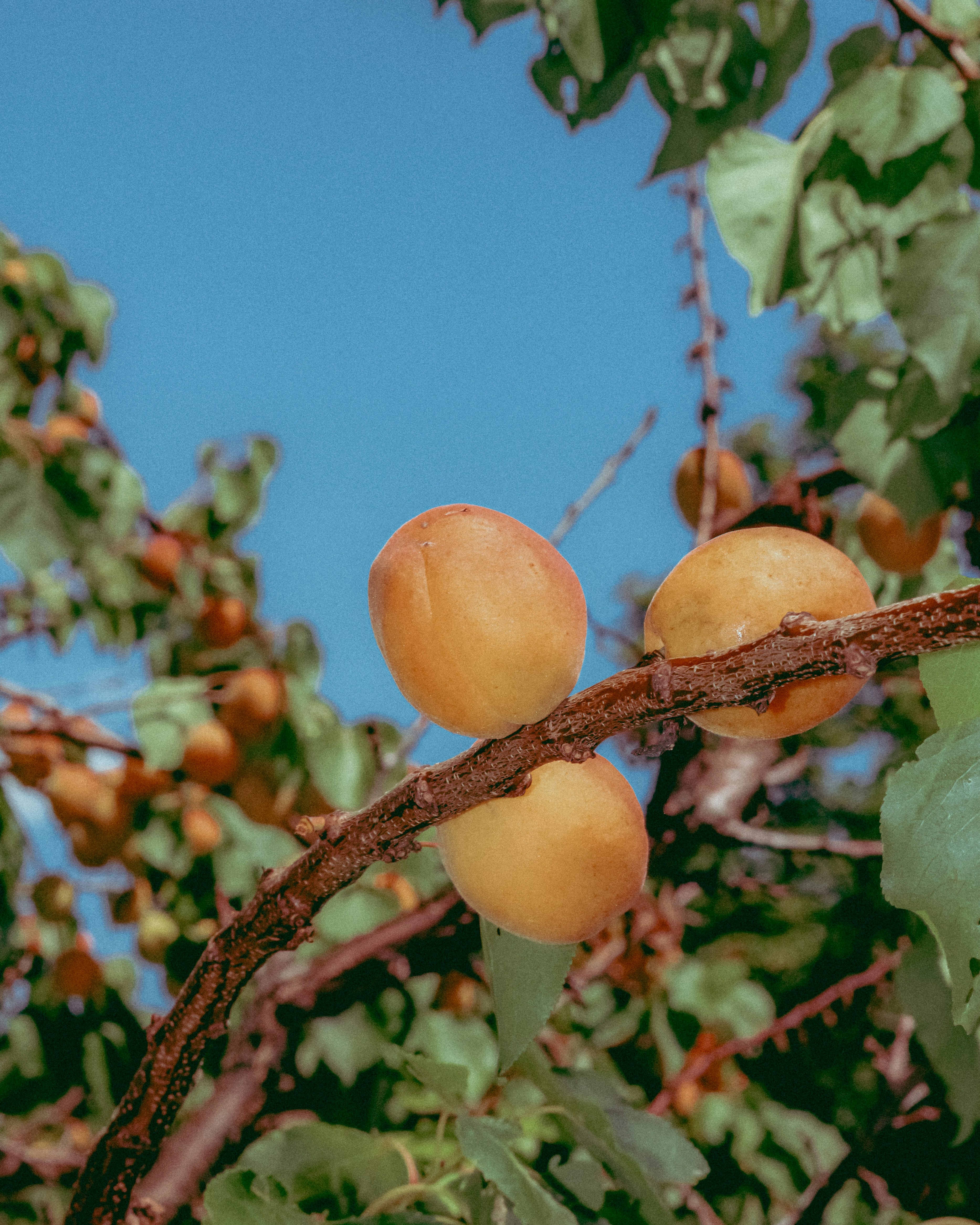 apricots growing on leafy tree against clear blue sky
