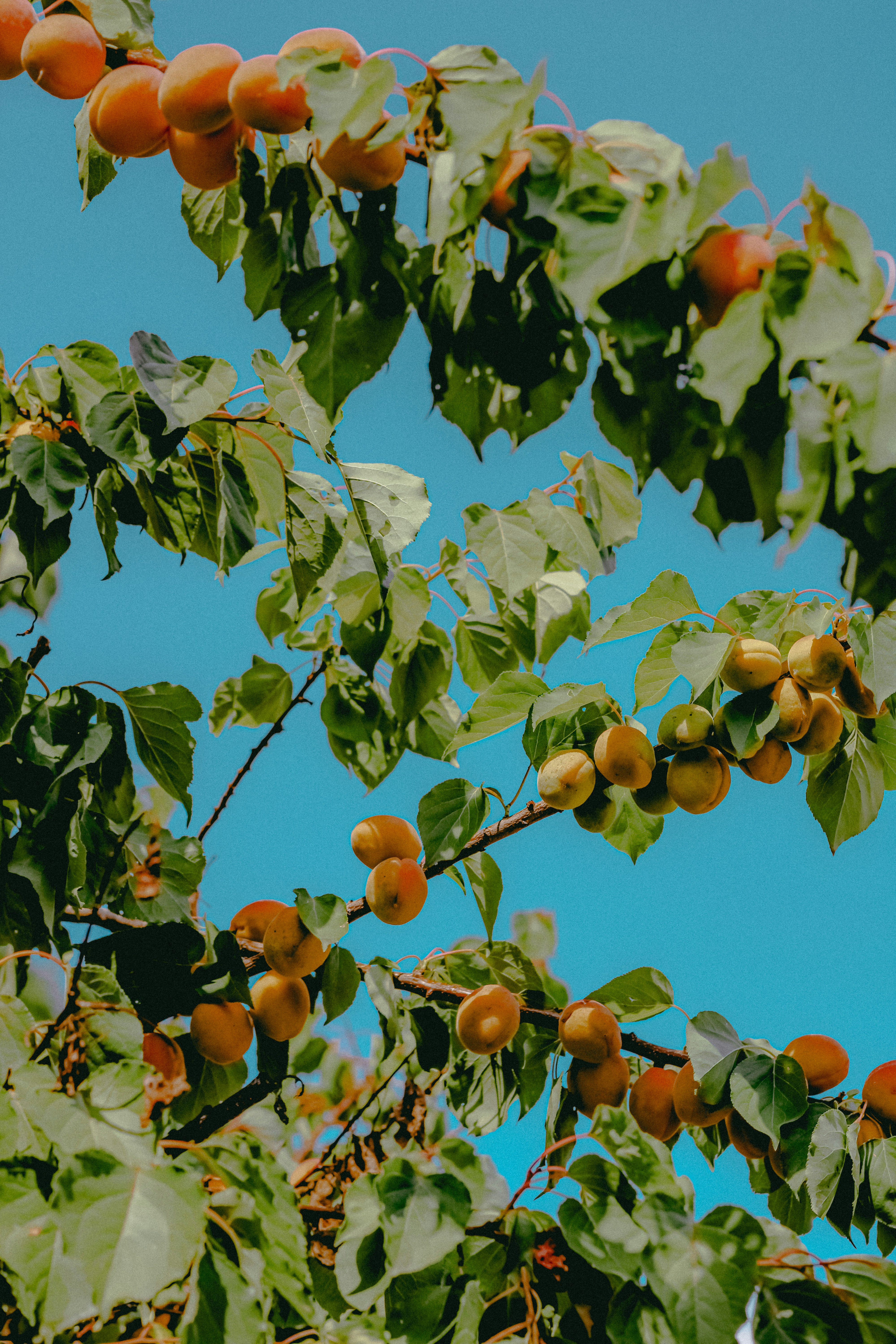 Apricots ripen on a tree branch against blue sky. photo – Free Fruit ...