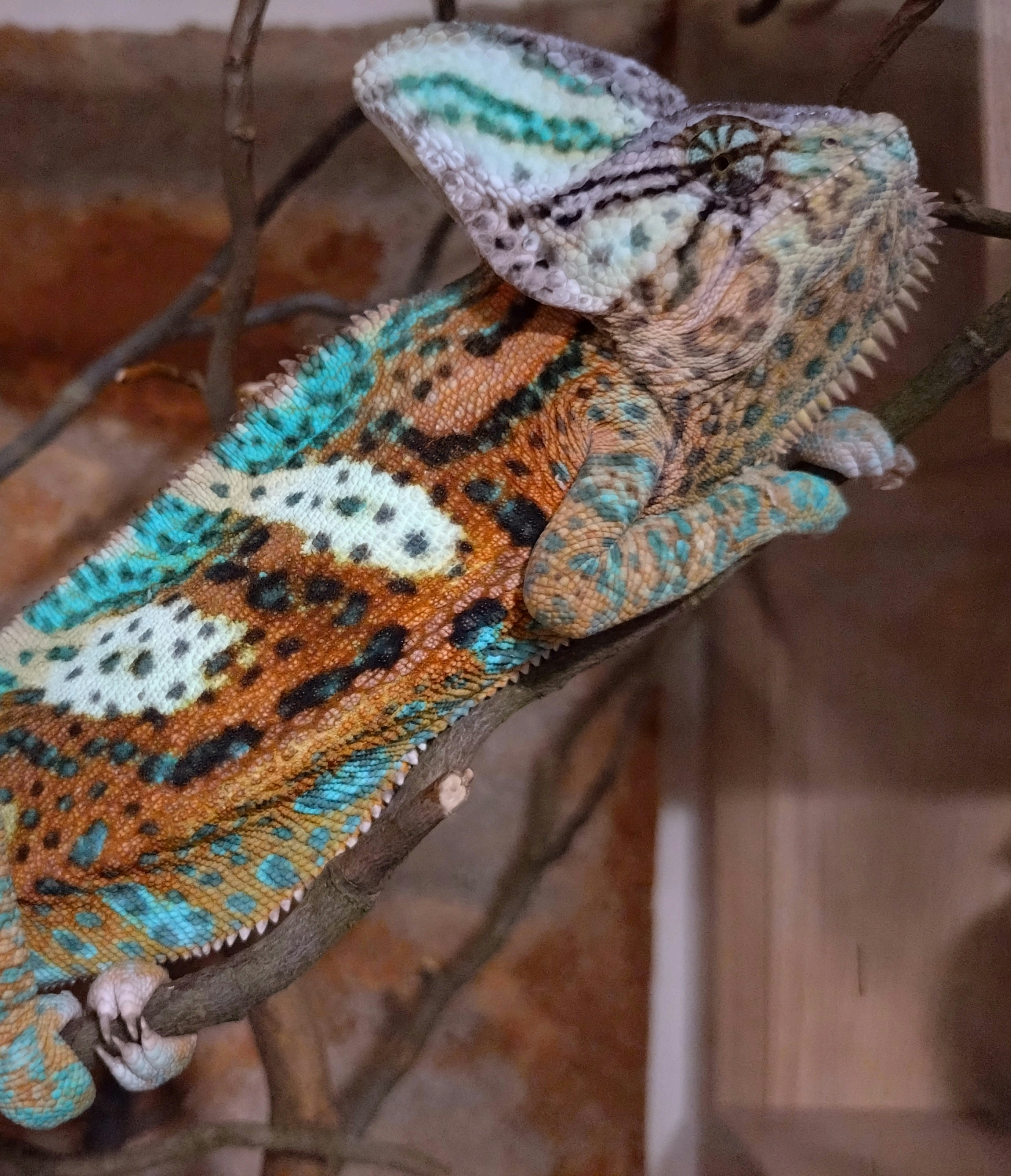 A colorful chameleon rests on a tree branch.