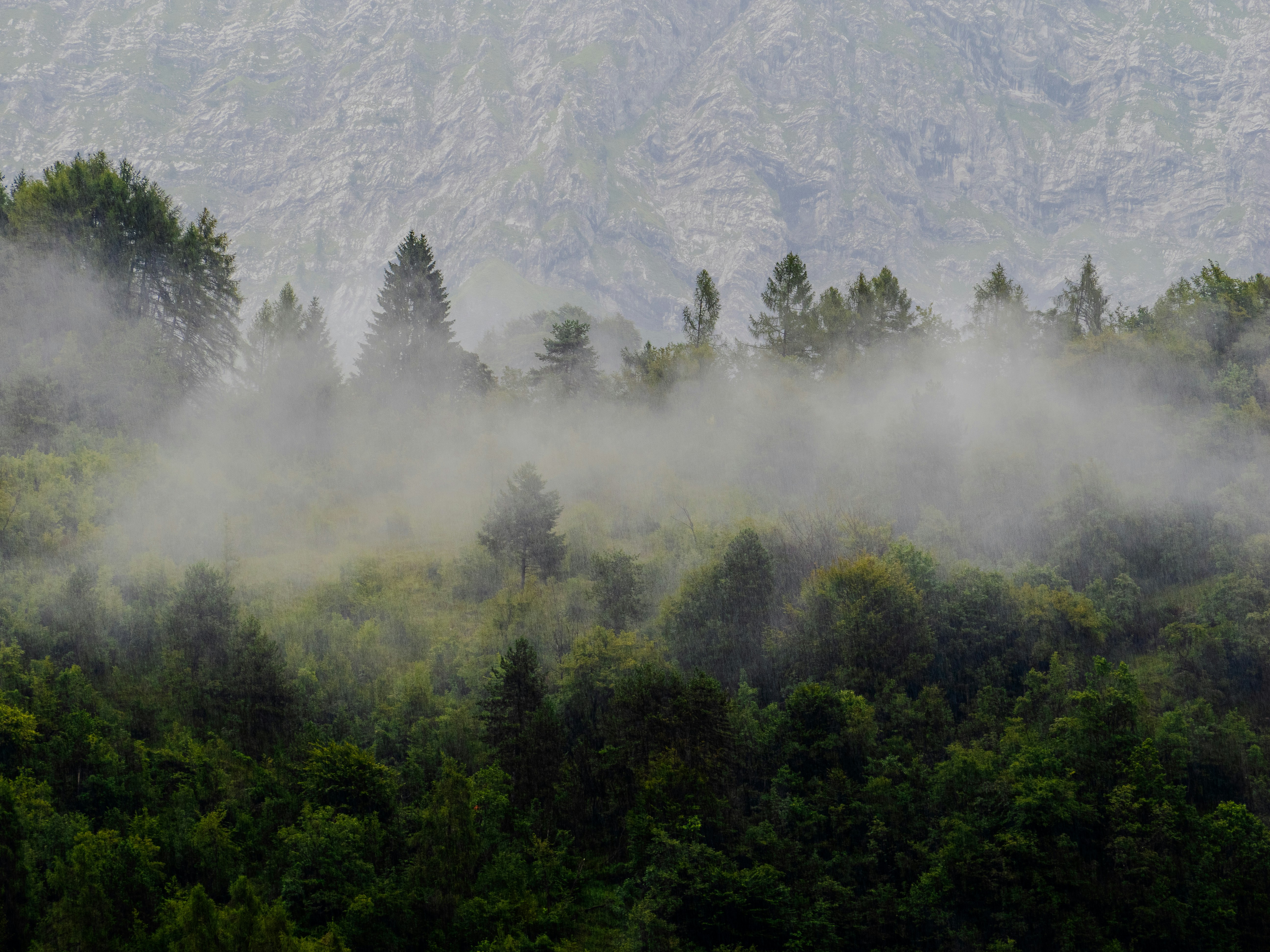 Fog blankets the forest in a hazy landscape.