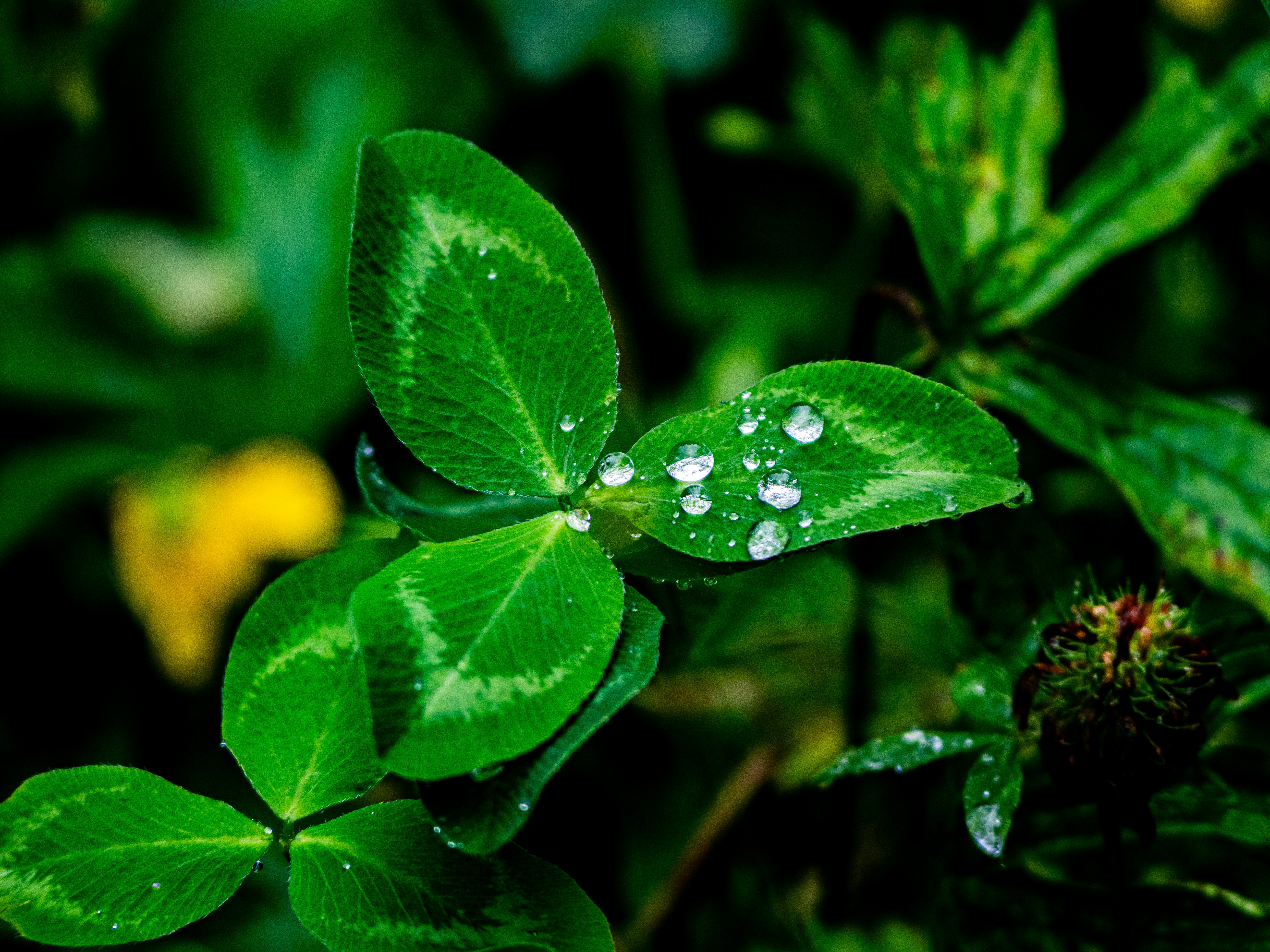 Close-up of clover leaves adorned with glistening water droplets, set against a lush green backdrop.