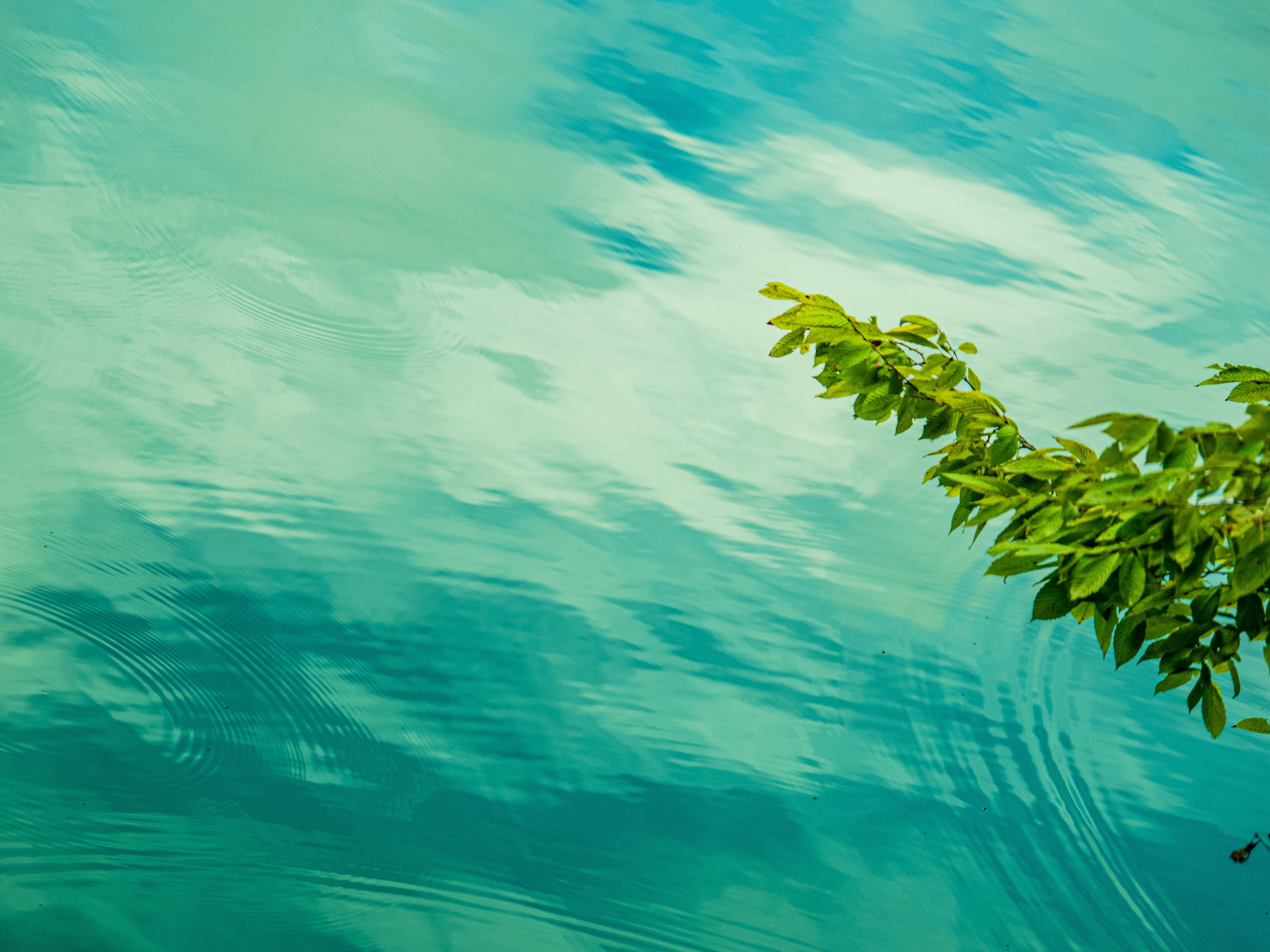Lush green branch extending over tranquil turquoise waters, reflecting soft clouds above.