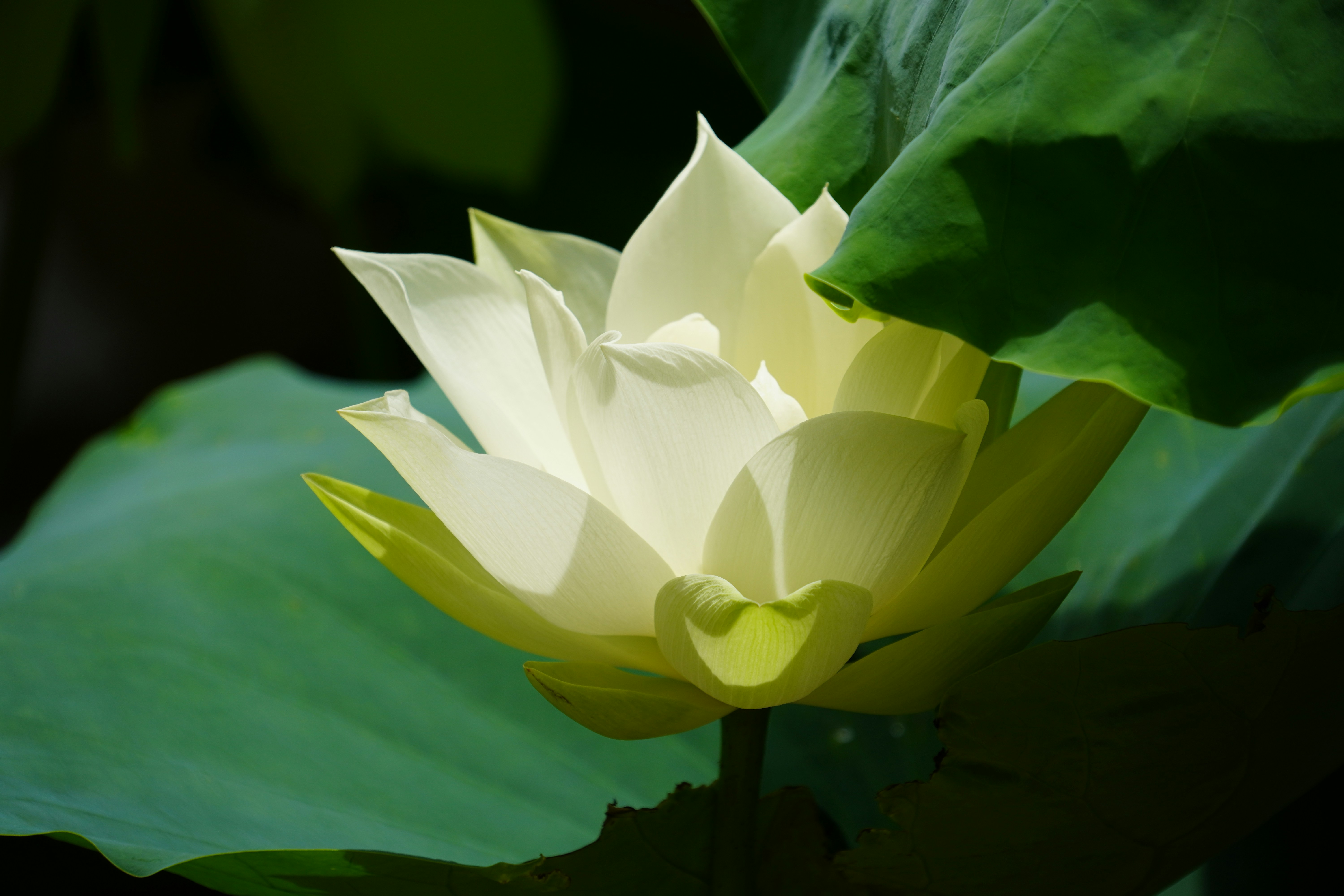 Whispers of Serenity: The Lotus Blossom