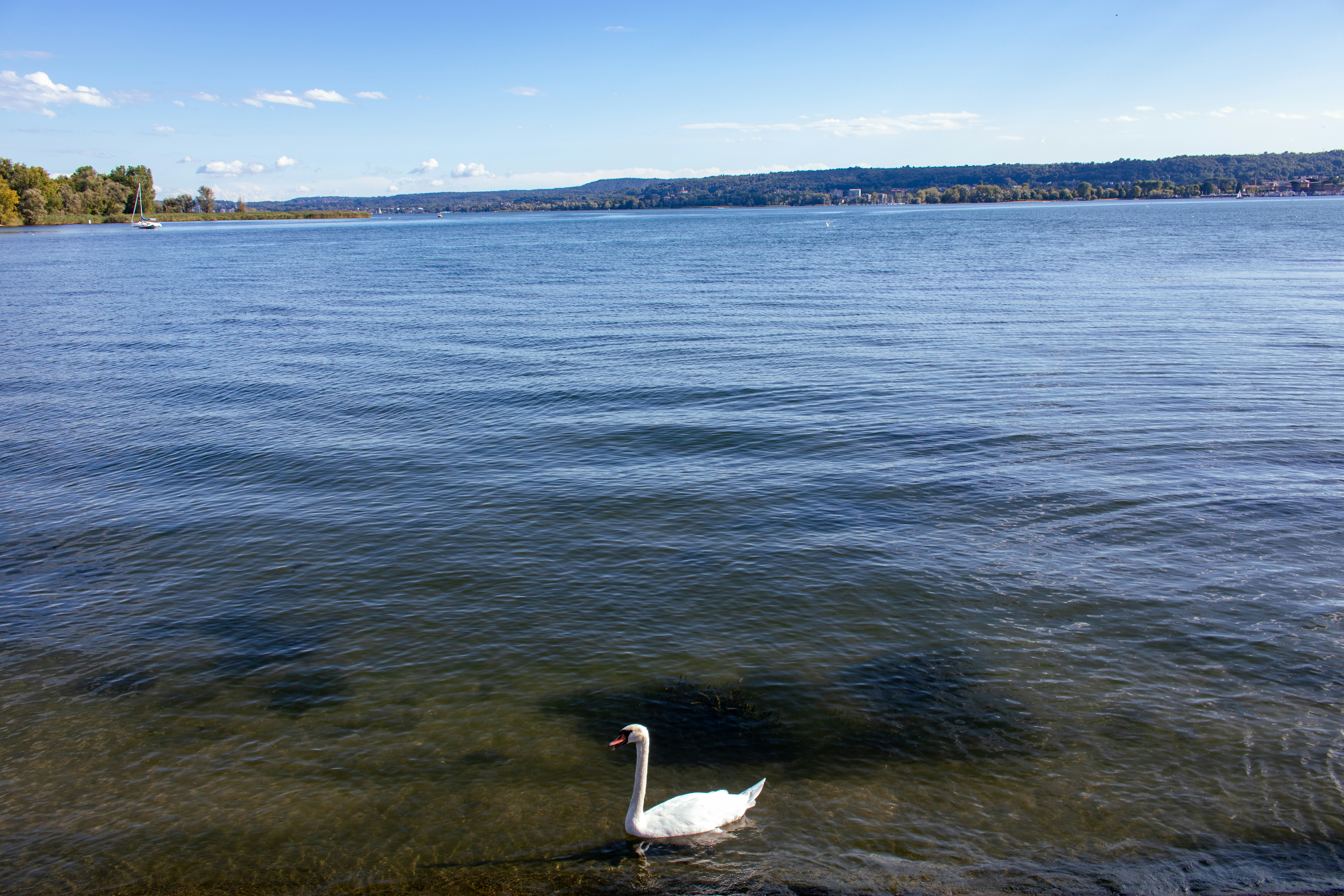 Serene Waters: A Swan's Reflection