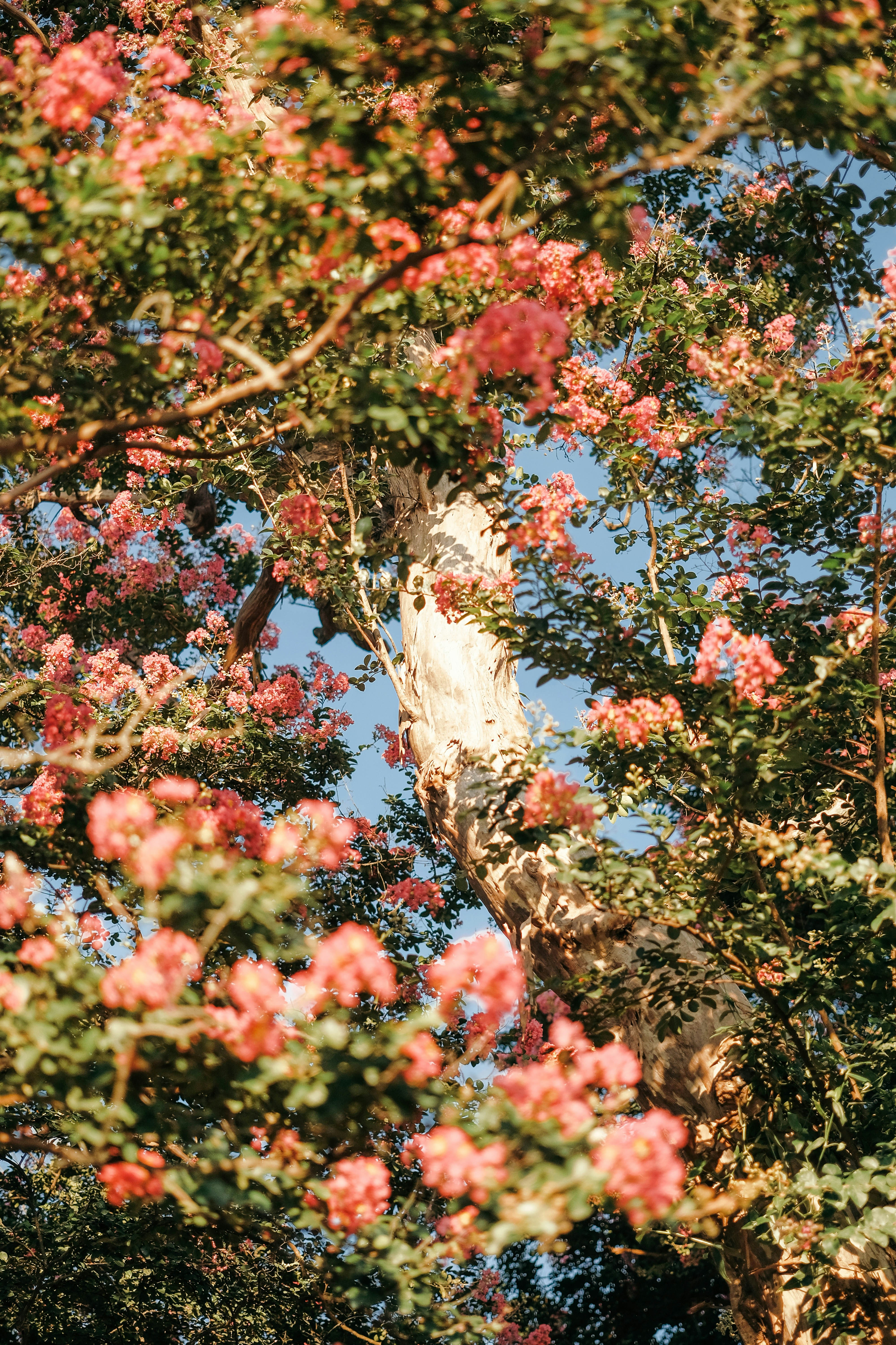 Sunlit Trunk Framed by a Cascade of Pink Blossoms