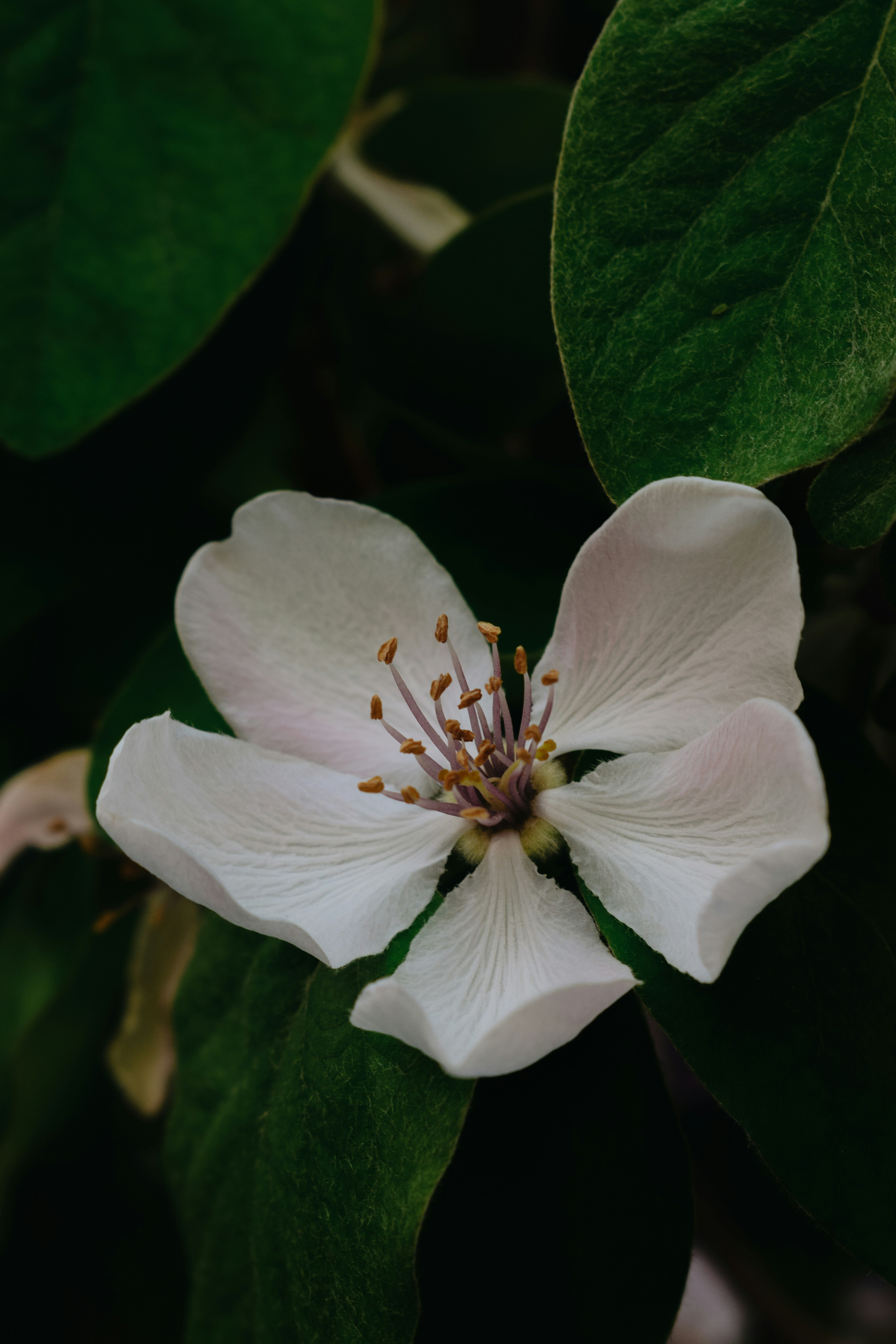 Whispers of Spring: The Quince Blossom's Elegance