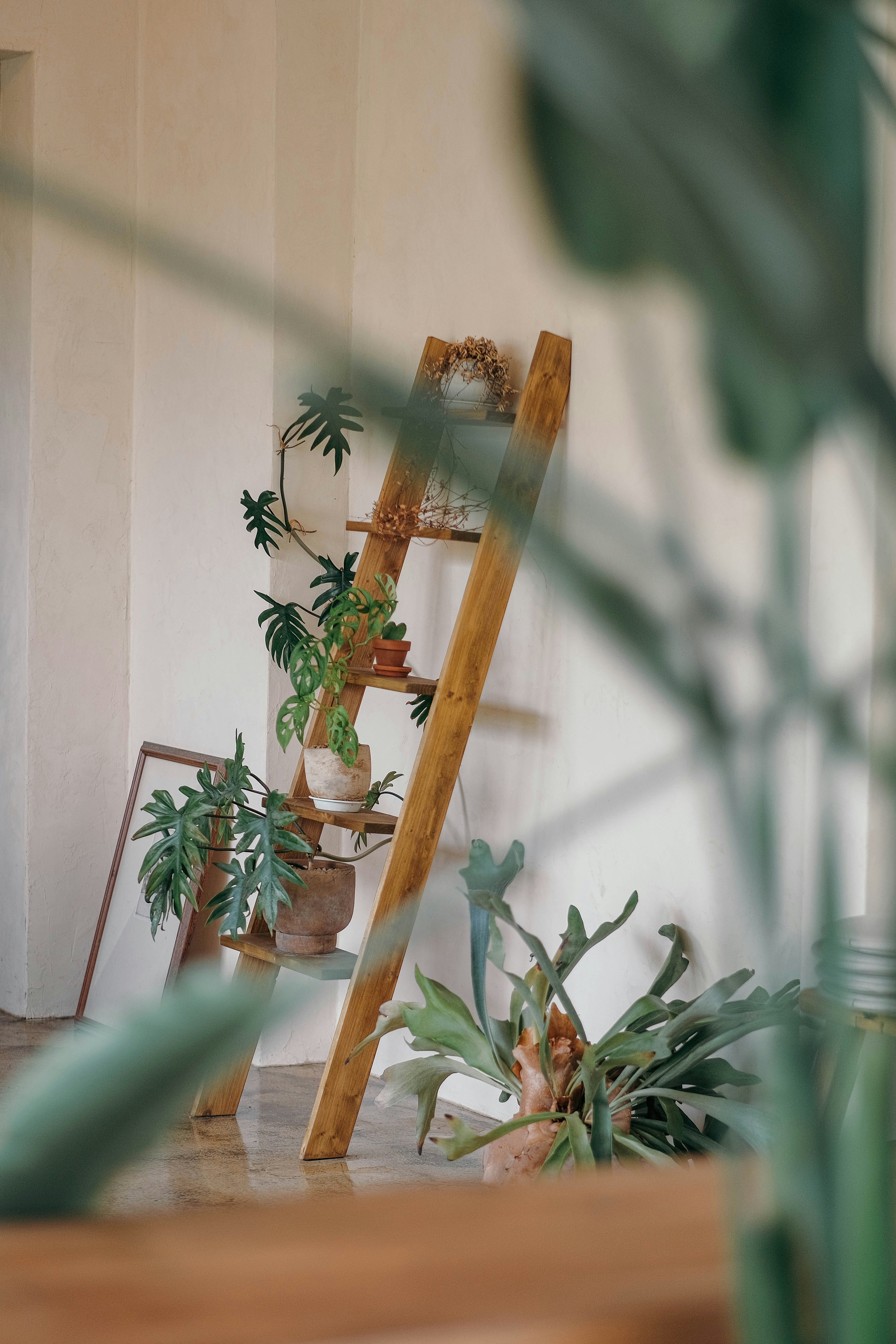 Plants adorn a wooden ladder in a bright room.